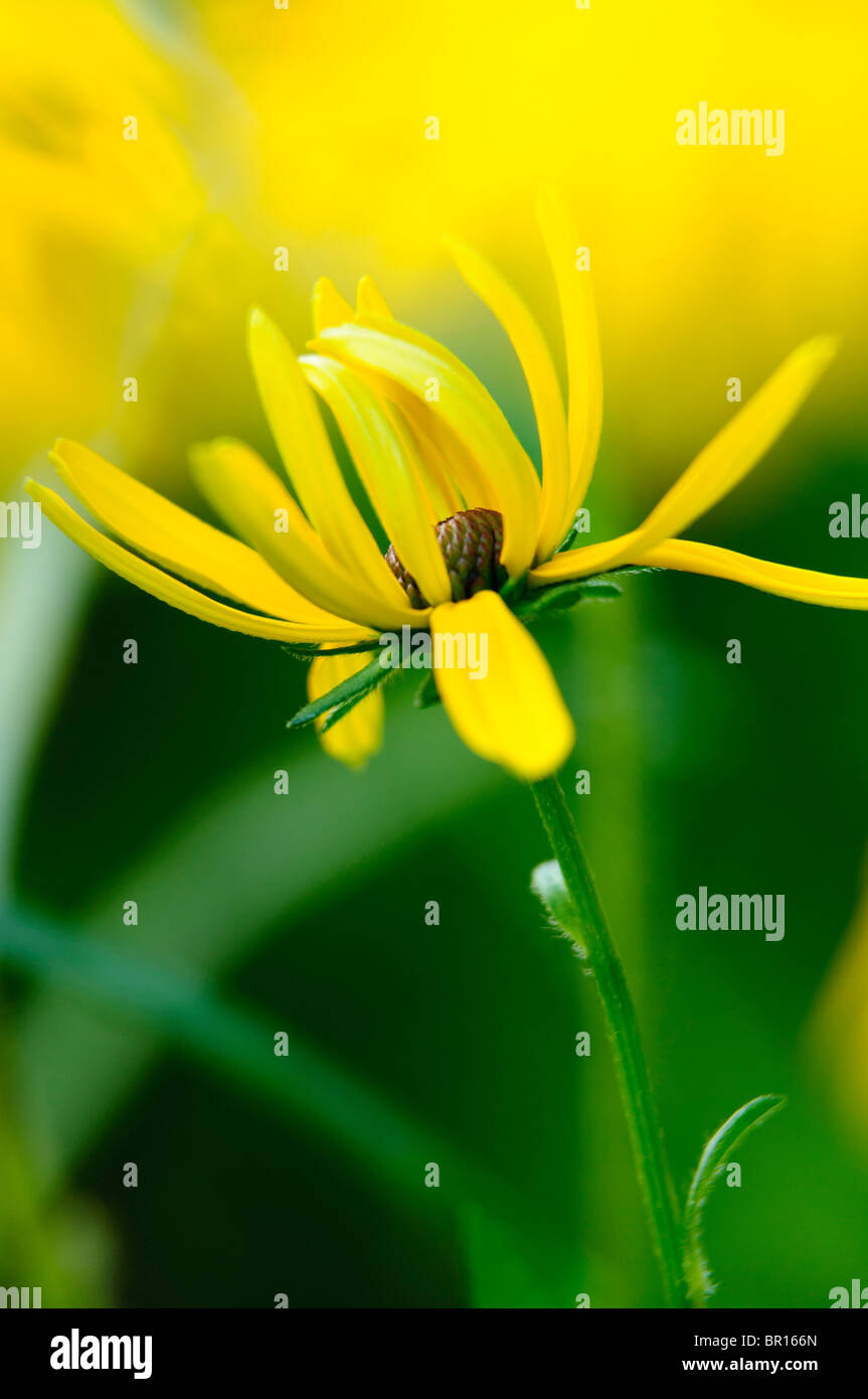 Image of a yellow coneflower. The image is made in a garden in germany ...