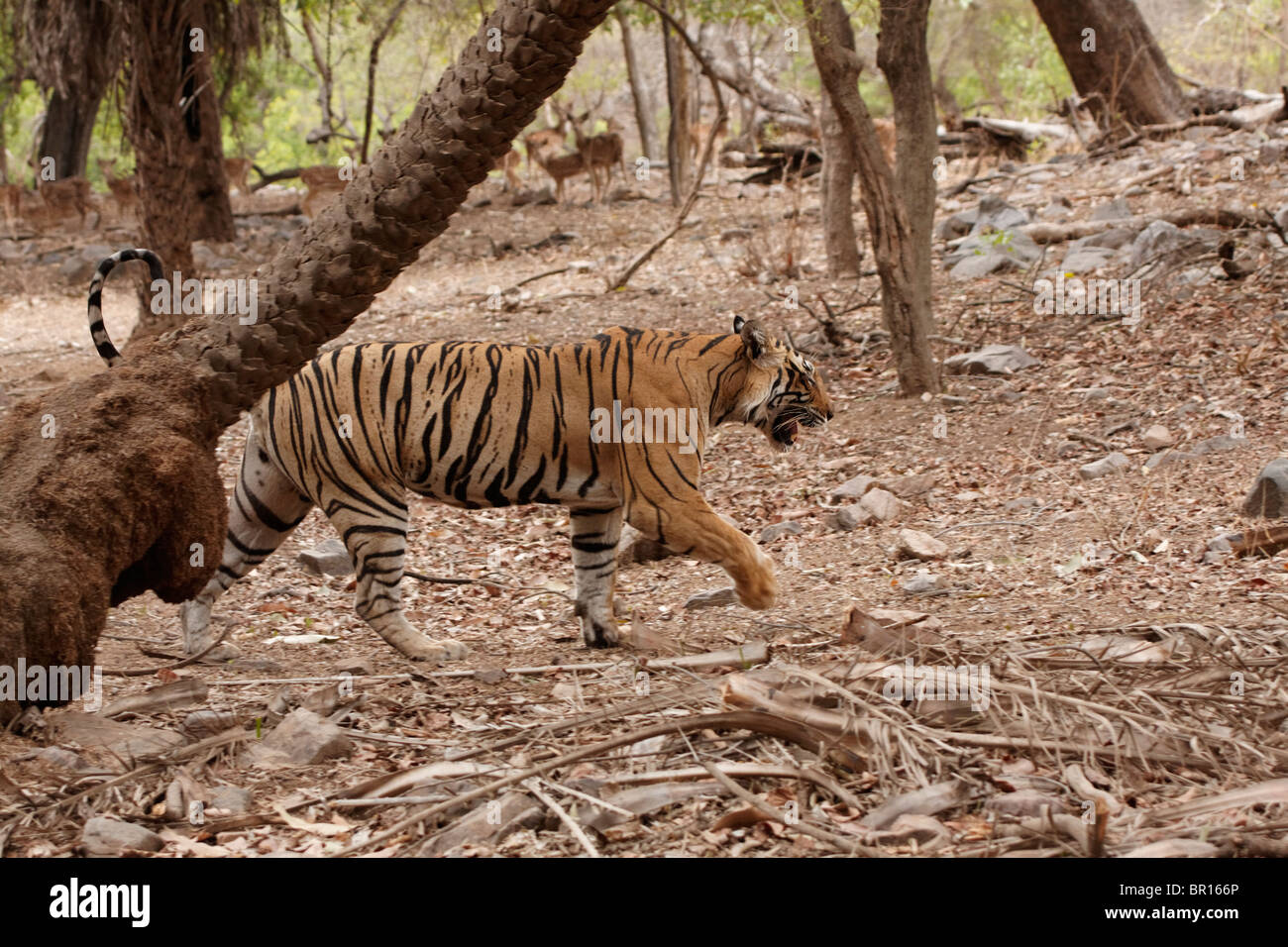 Spotted deer with tiger hi-res stock photography and images - Alamy