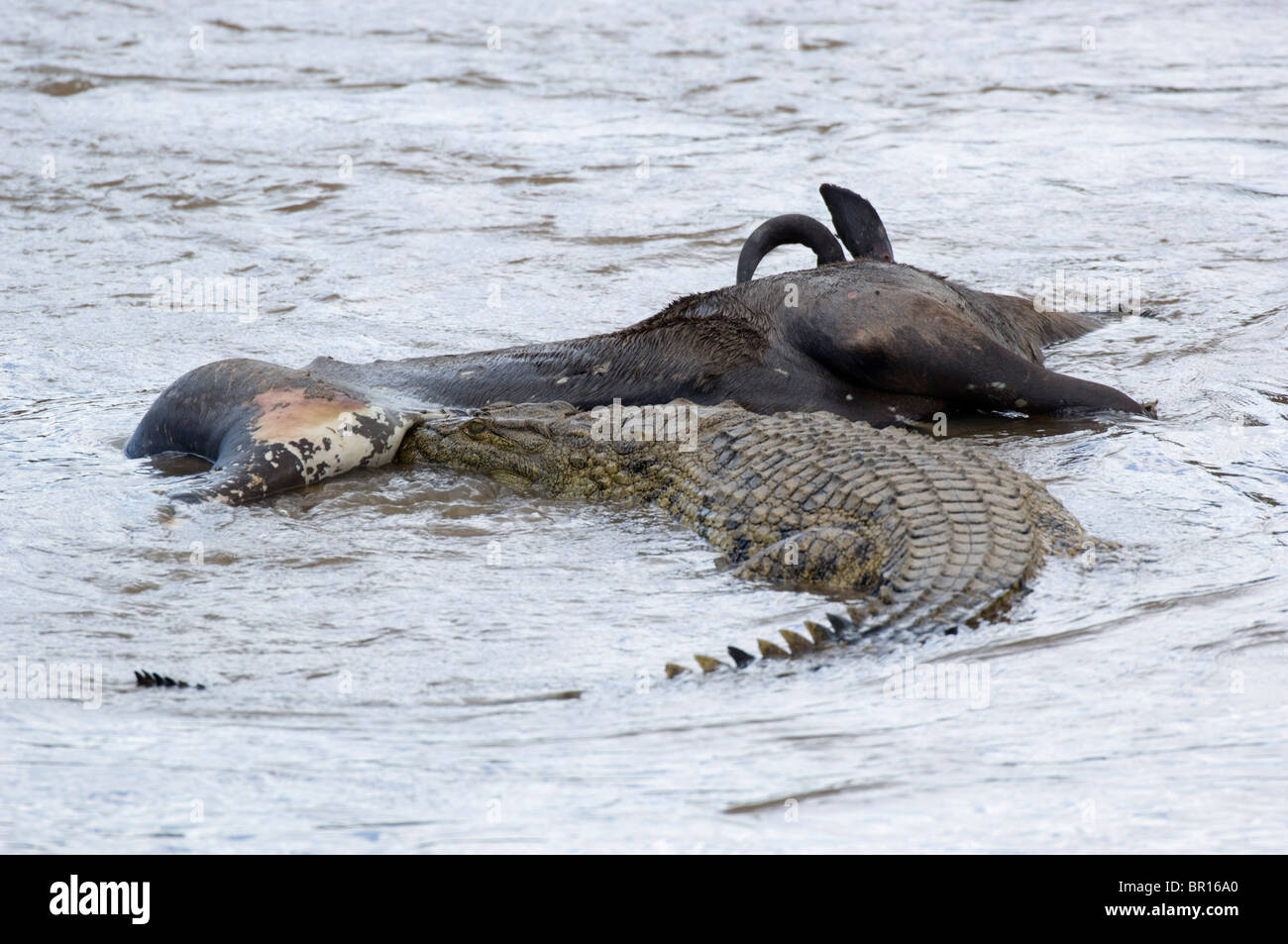 Tanzania crocodile wildebeest river hi-res stock photography and images ...