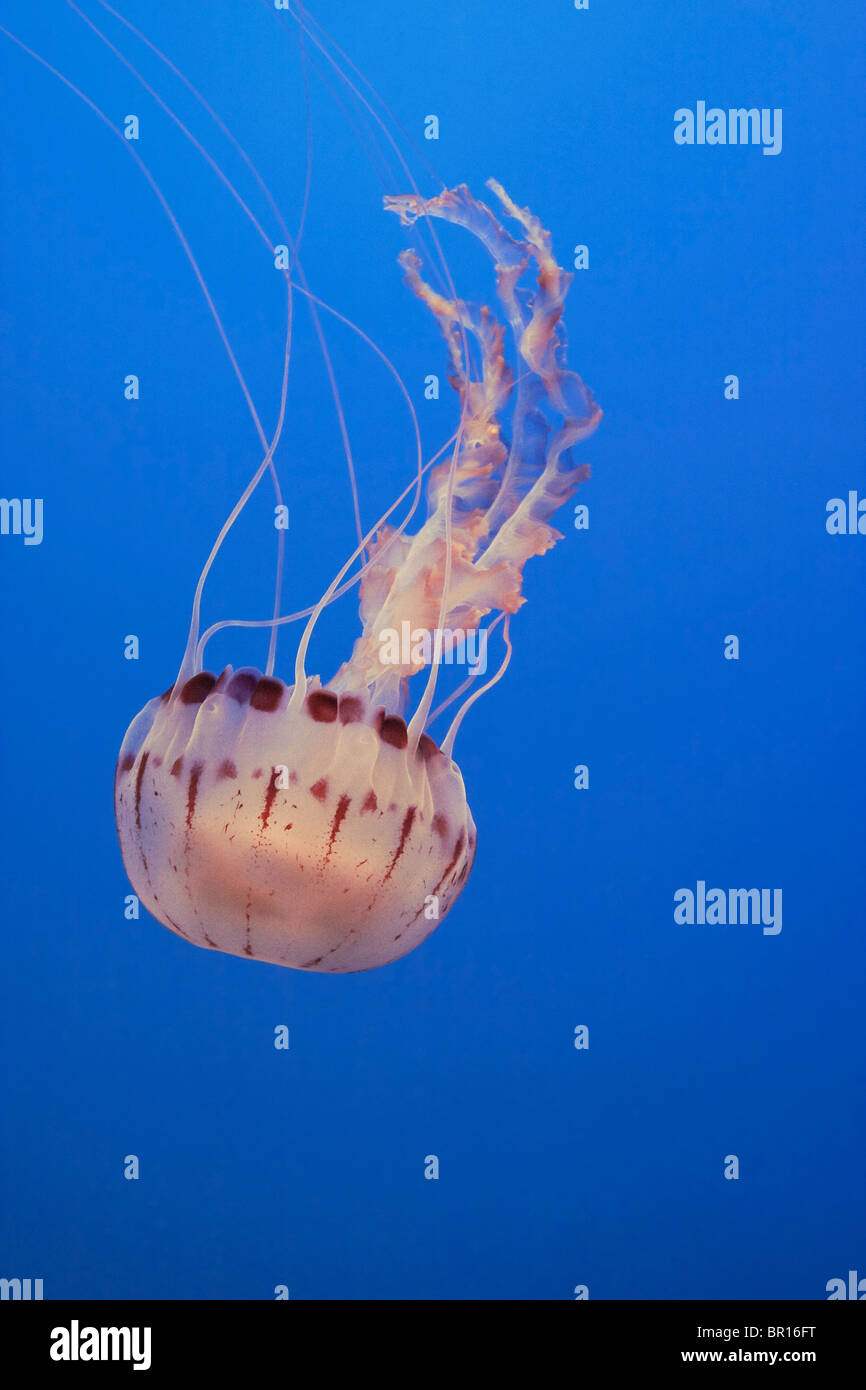 Purple striped jelly fish hi-res stock photography and images - Alamy