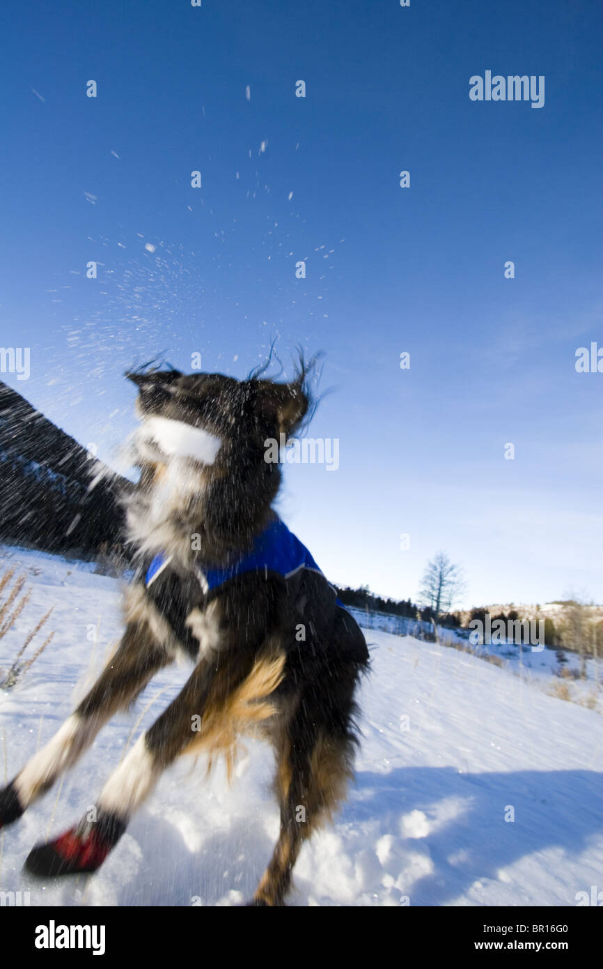 Dog catching snow hi-res stock photography and images - Alamy