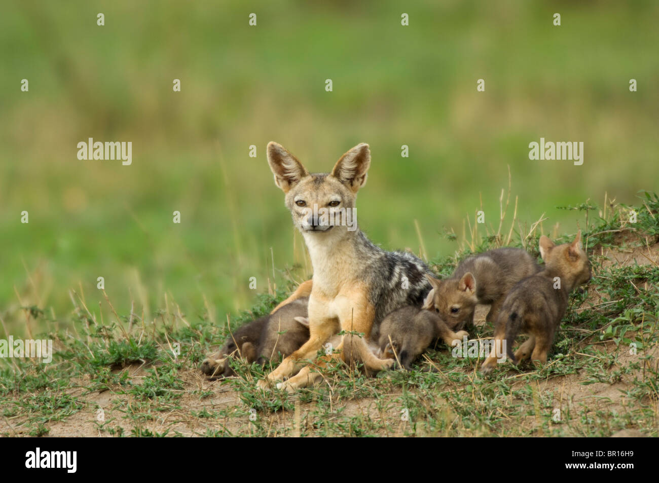 Jackal pup hi-res stock photography and images - Alamy