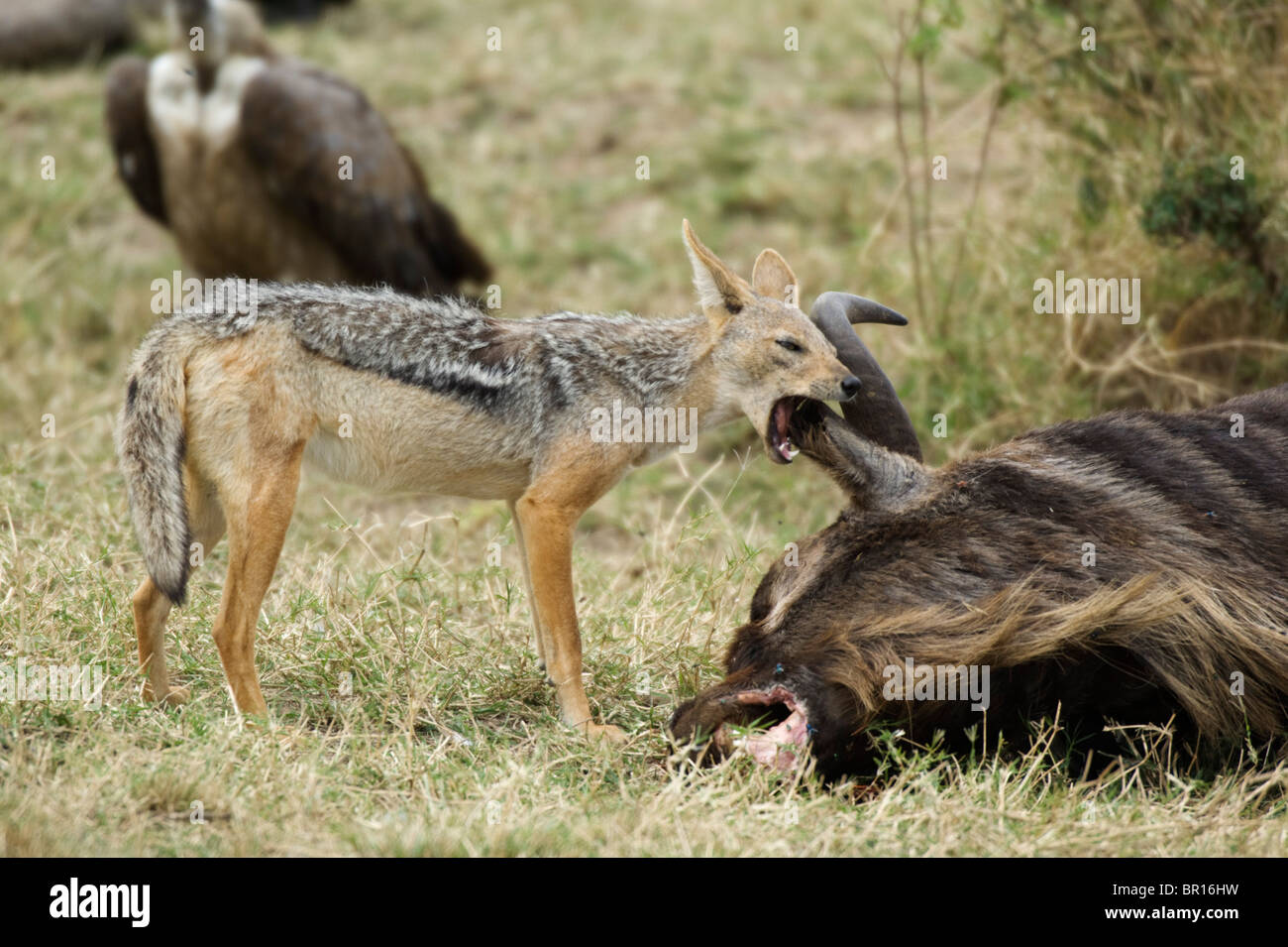 Black-backed jackal scavenging from a kill (Canis mesomelas), Serengeti ...
