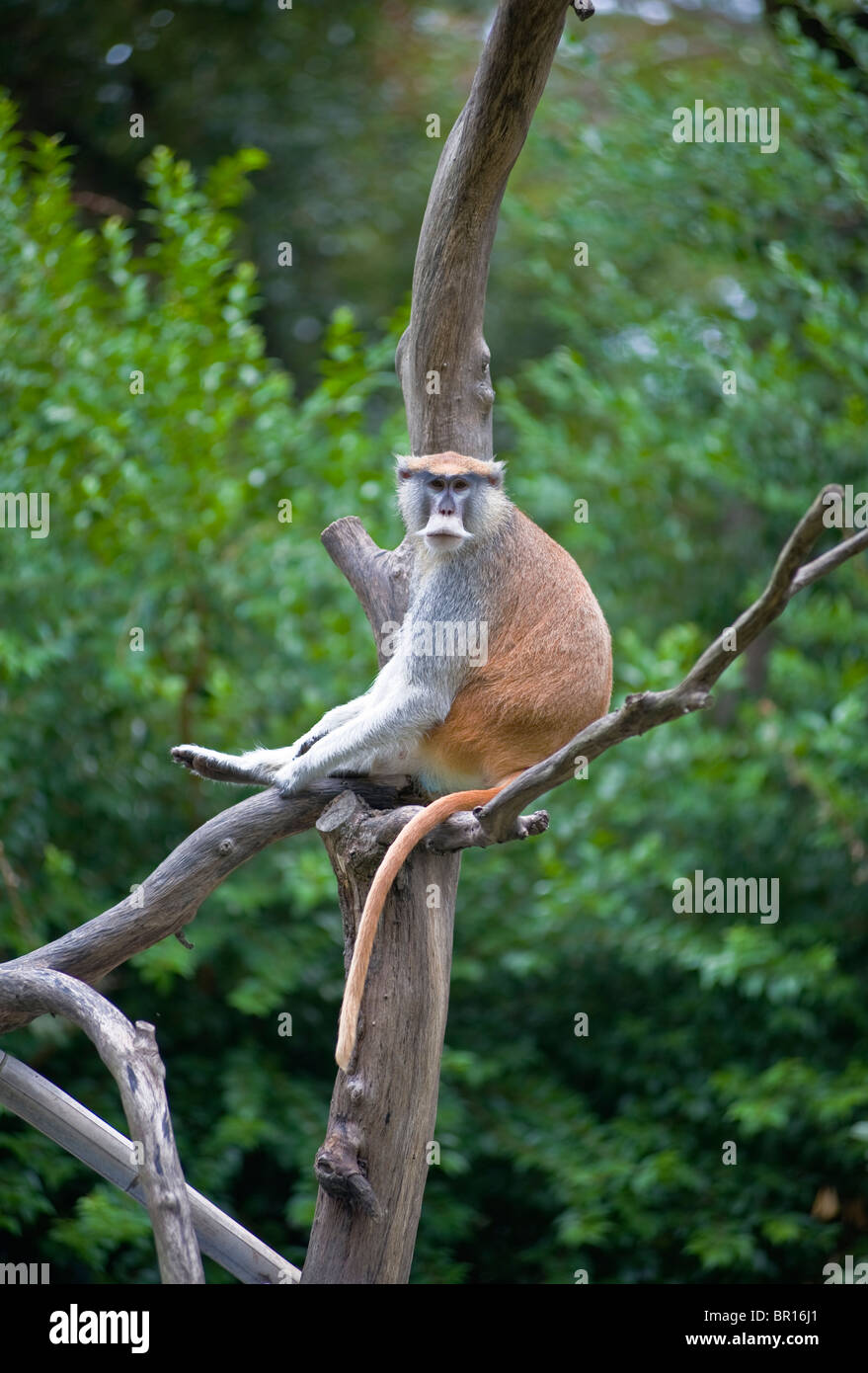 Monkey in a tree hi-res stock photography and images - Alamy