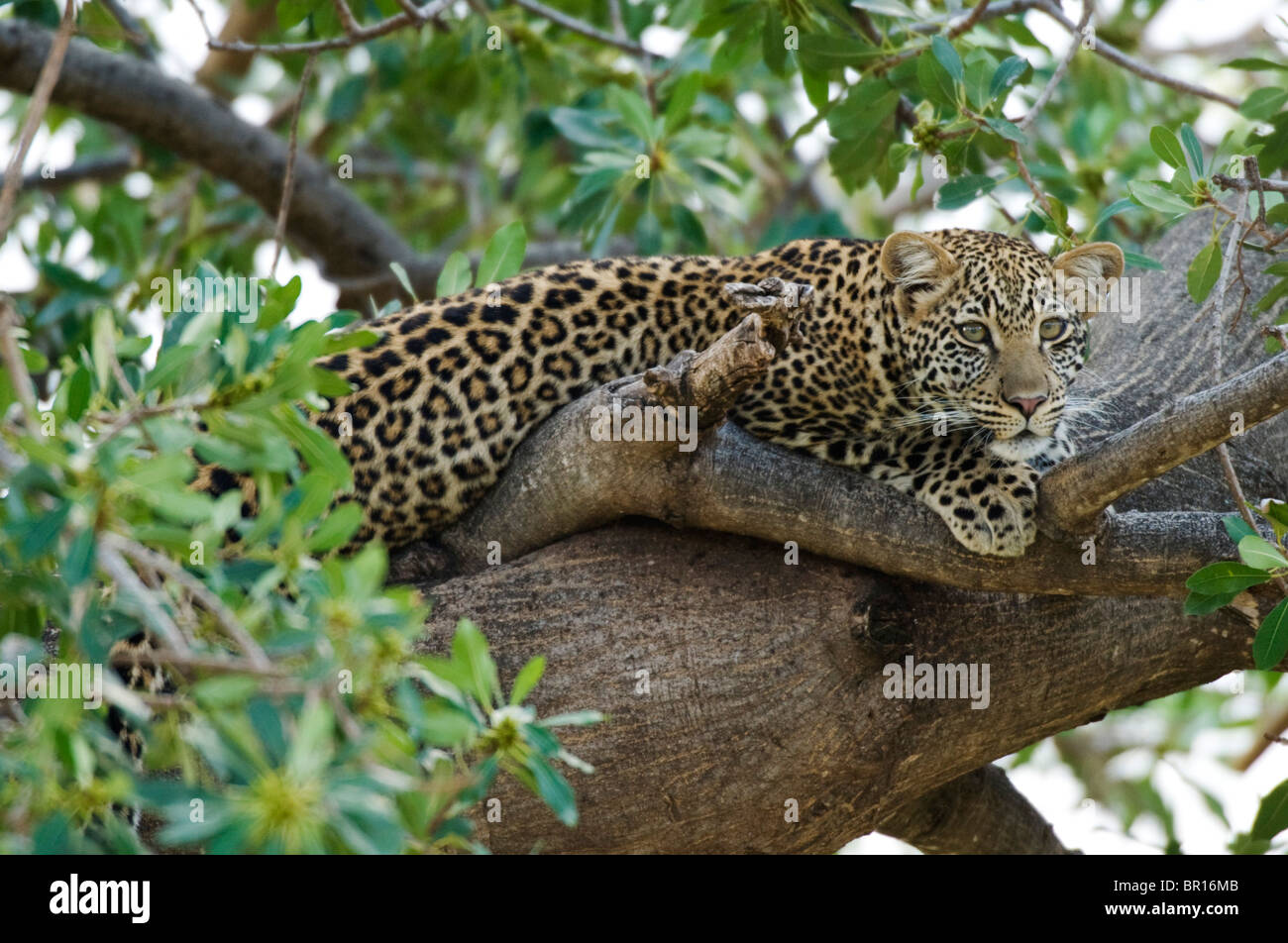 Leopard sitting in a tree hi-res stock photography and images - Alamy