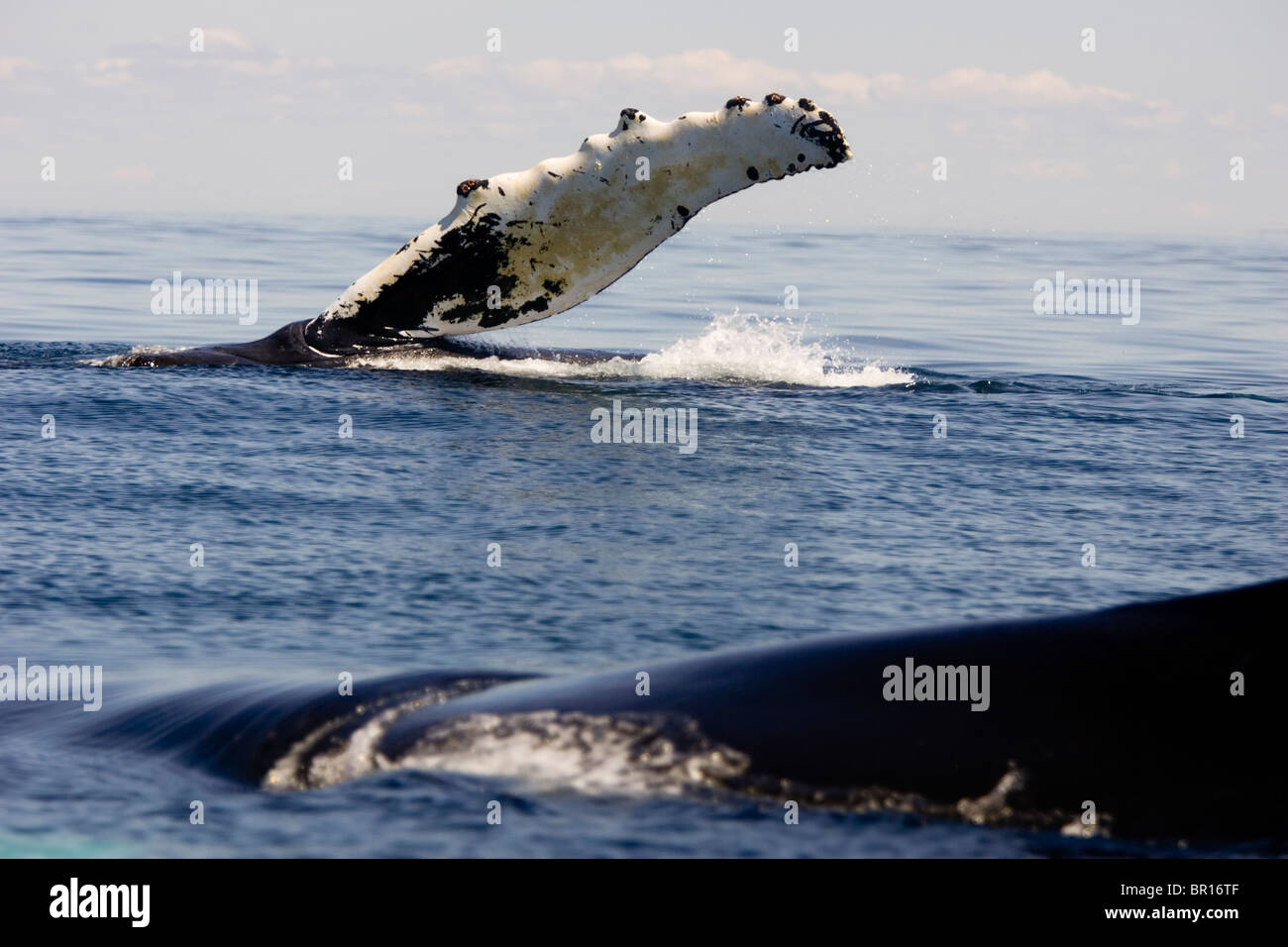 Flipper slap hi-res stock photography and images - Alamy
