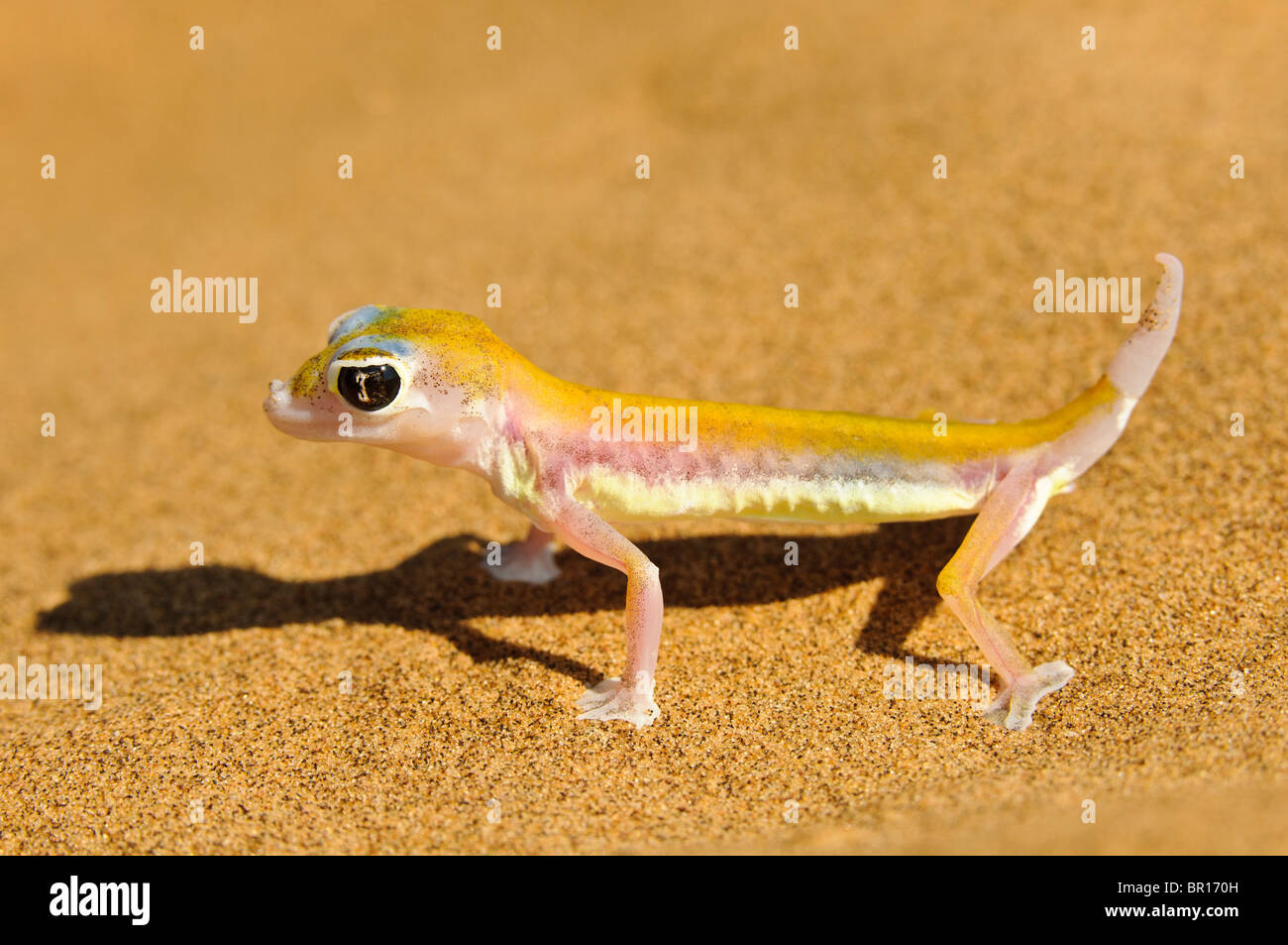This is the nocturnal namib dune gecko. Also called palmato gecko Stock ...