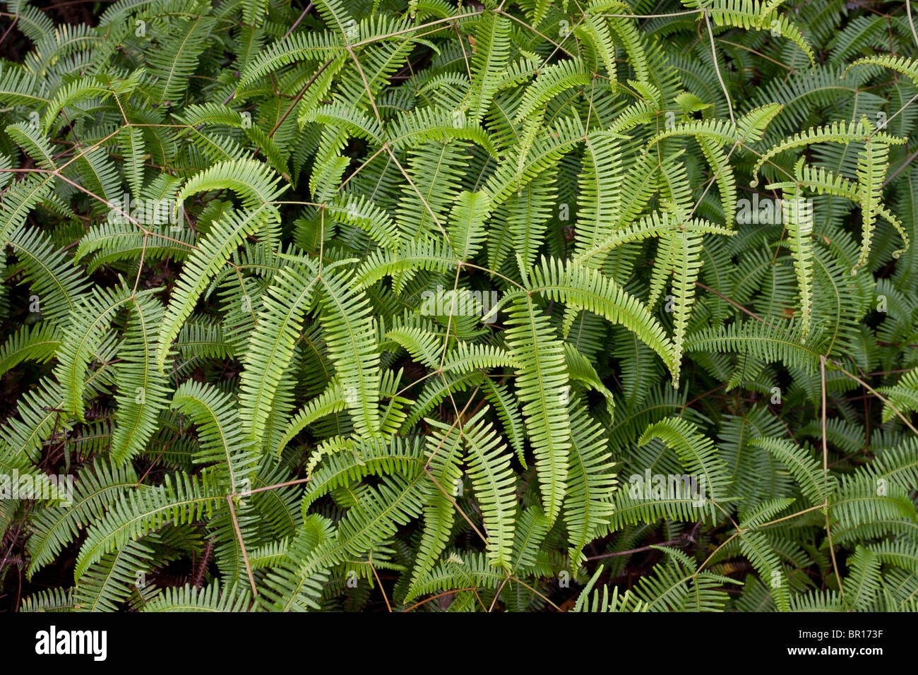 Fern Frenzy: a lush fern patch in Lava Tree State Monument ...