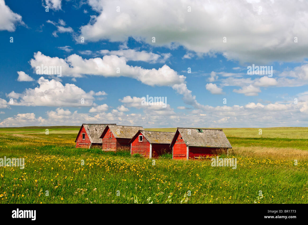 A Canadian prairie scene, brightly coloured storage sheds on a farm ...