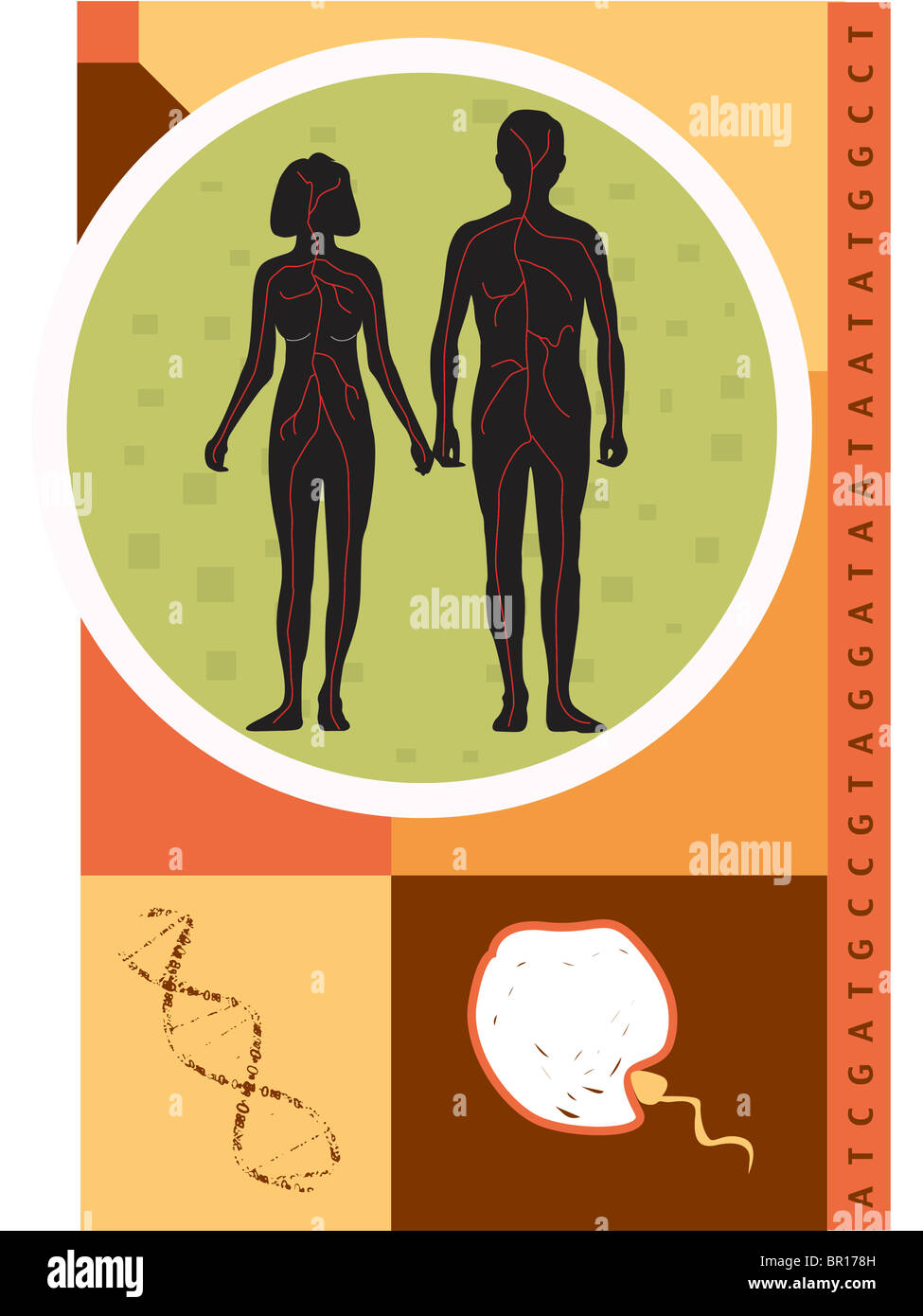 Male reproduction system illustration hi-res stock photography and ...
