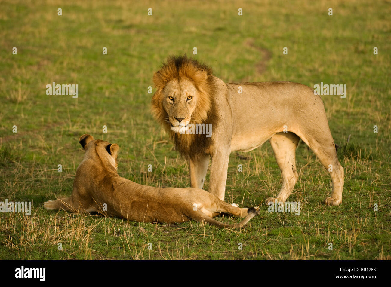 Lion mating behavior hi-res stock photography and images - Alamy