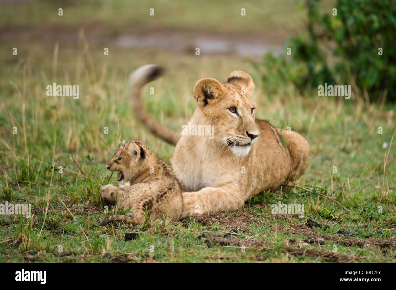 Lion cub behavior hi-res stock photography and images - Alamy