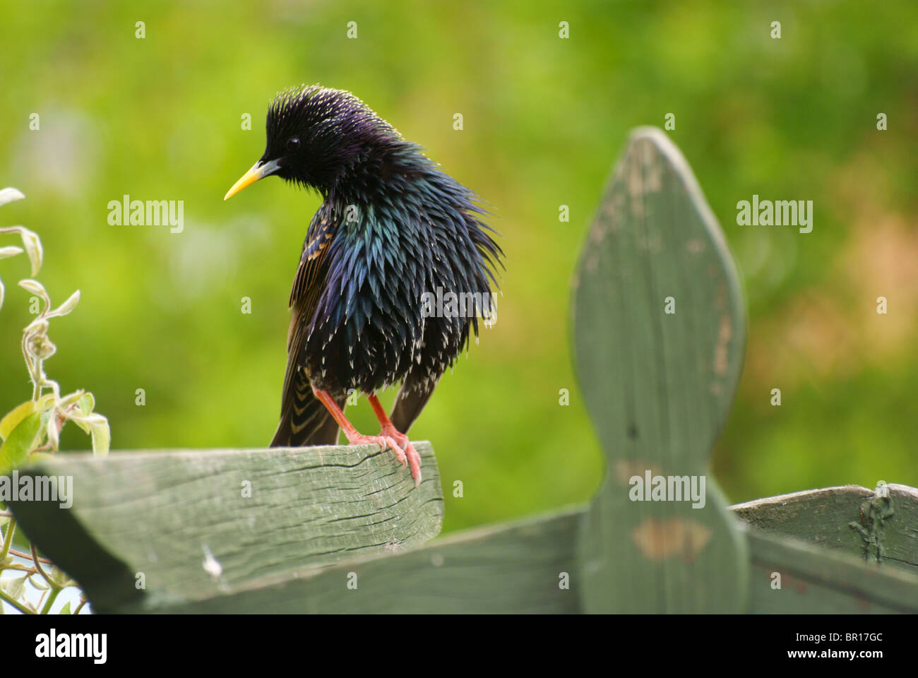Starling with Fluffed Feathers Stock Photo - Alamy