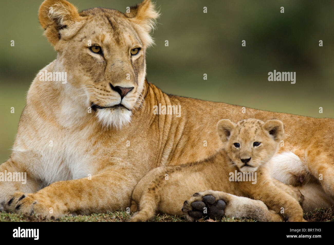 Lion cub hi-res stock photography and images - Alamy