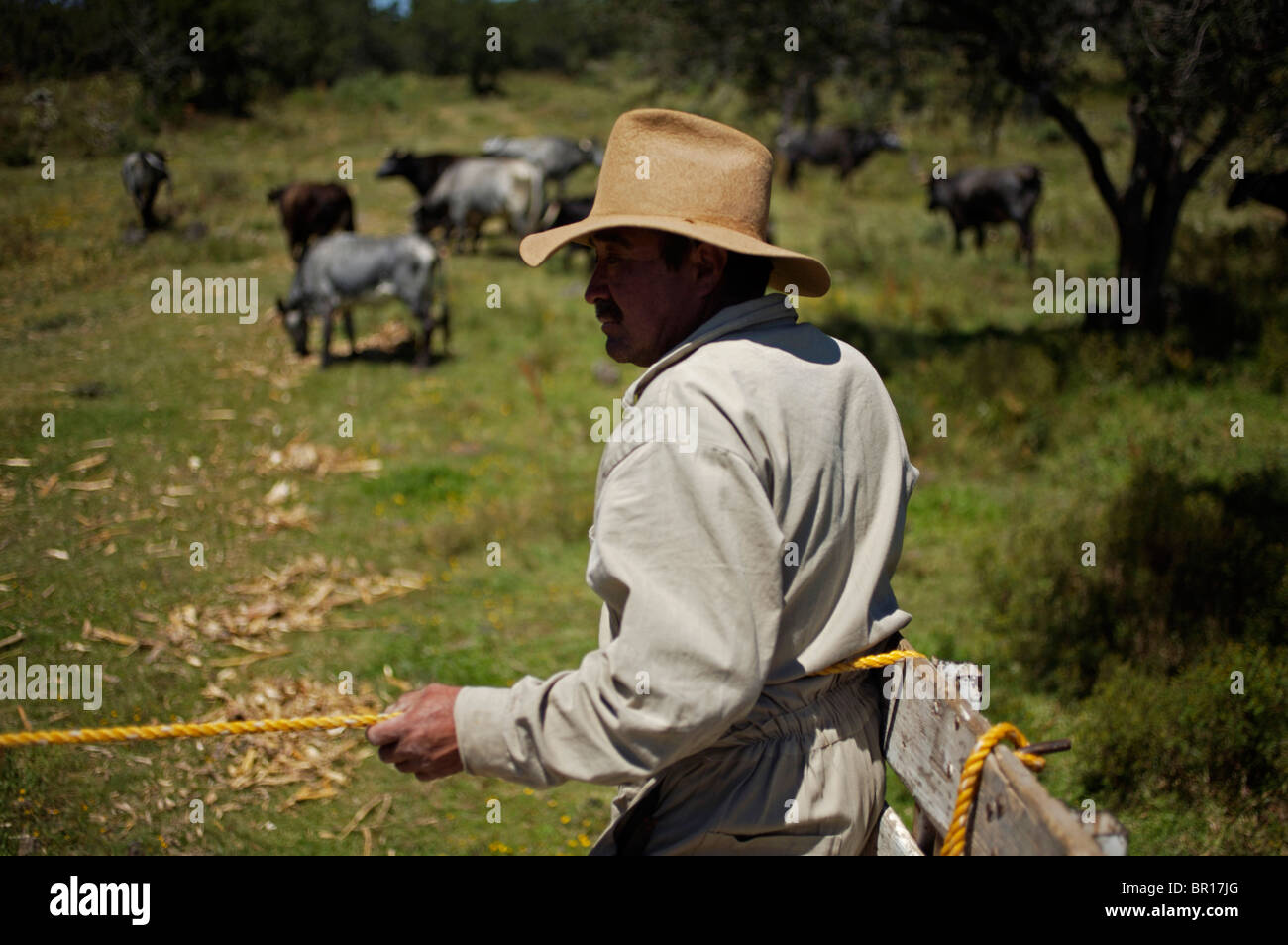 A foreman pushes hay on to the ground for fighting bulls and cows on ...