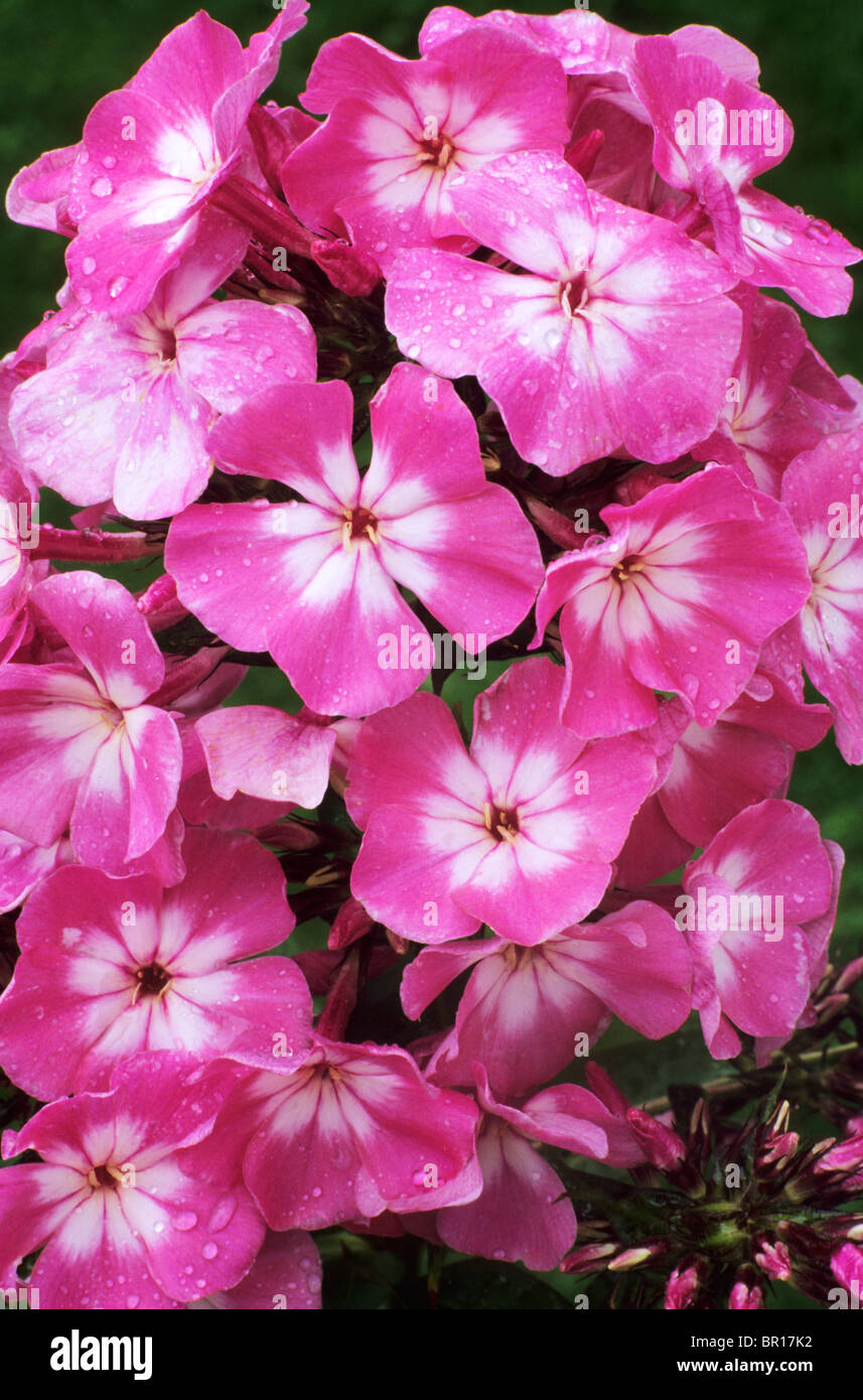Phlox paniculata 'Pink Eye Flame' red pink flower flowers garden plant ...