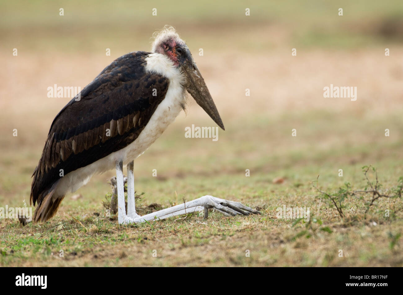 Marabou stork (Leptoptilos crumeniferus), Serengeti National Park ...