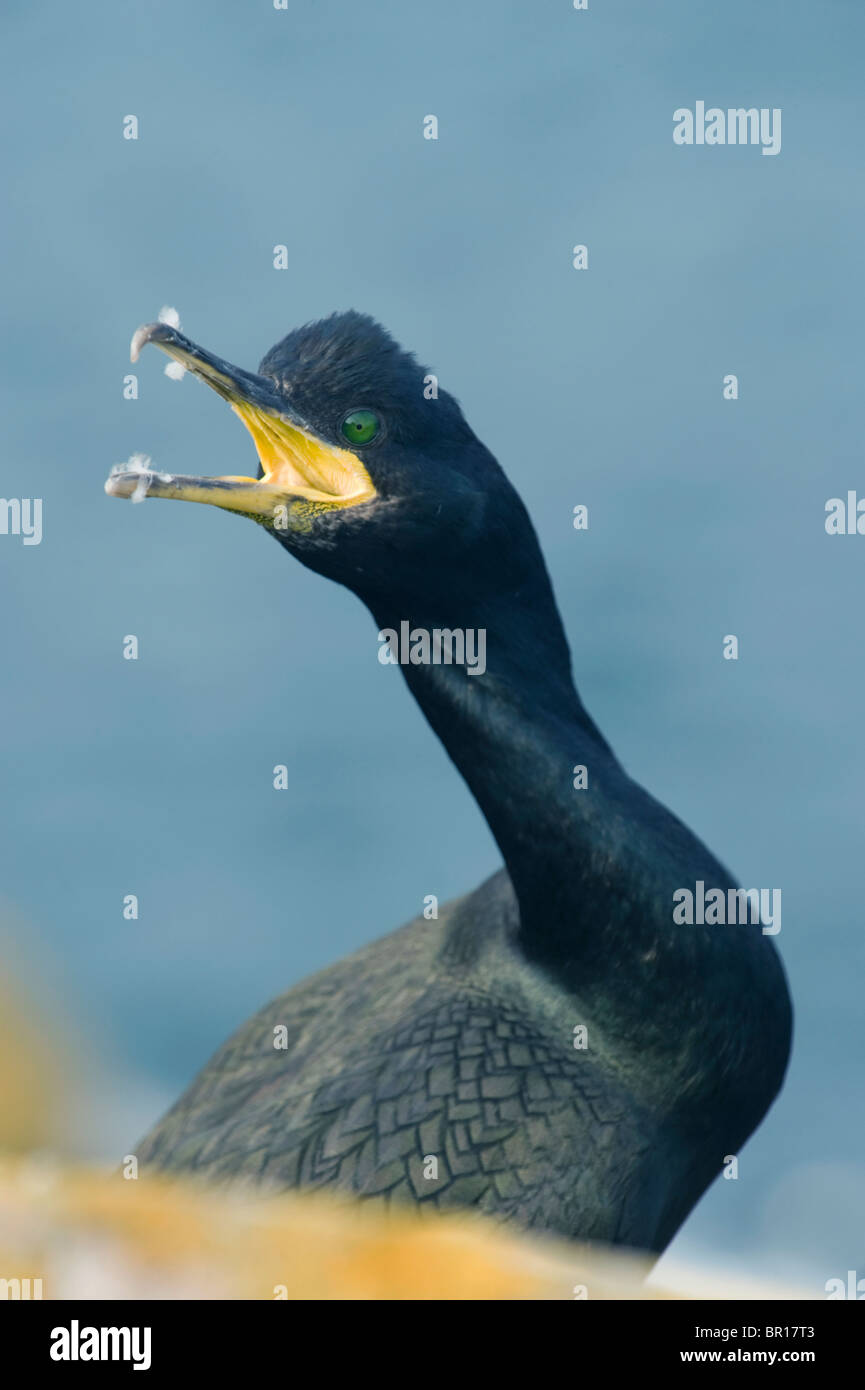 Shag hi-res stock photography and images - Alamy
