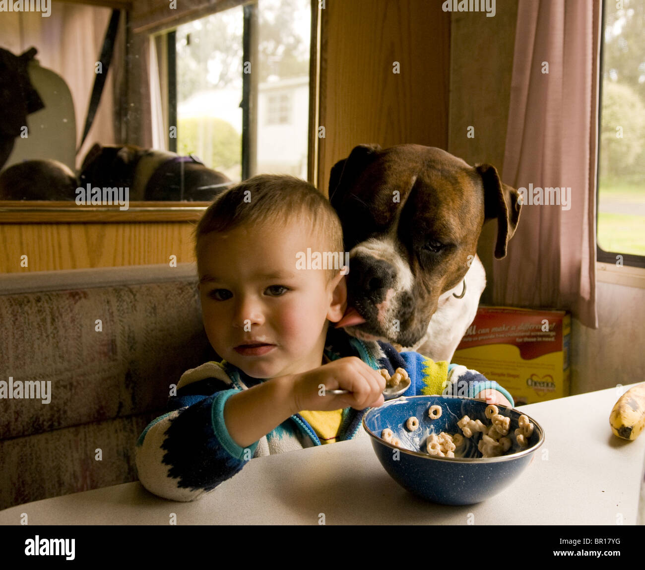 Boy eating cheerios as the dog watches closely Stock Photo - Alamy