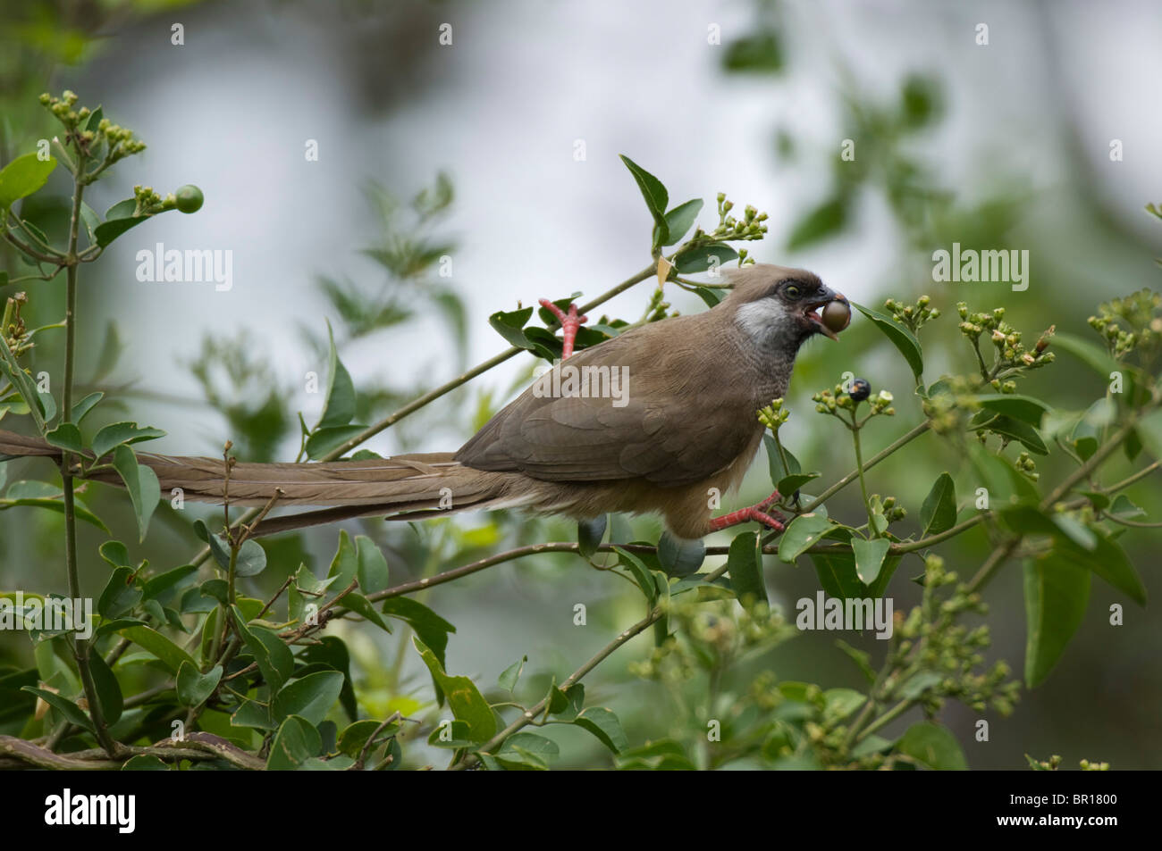 Speckled mousebird (Colius striatus), Serengeti National Park, Tanzania ...