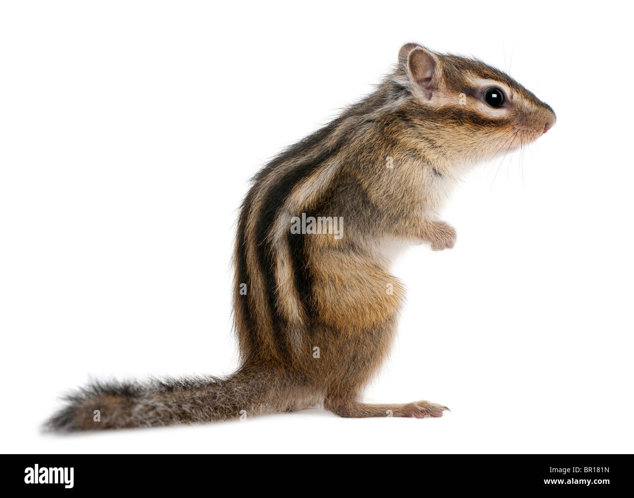 Siberian chipmunk, Euamias sibiricus, standing in front of white ...