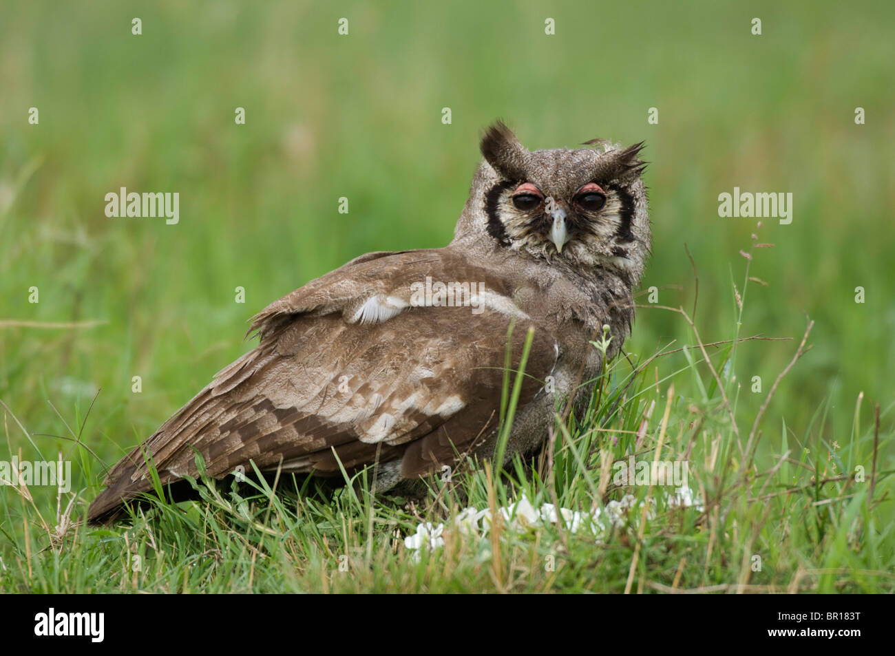 Verreaux's eagle owl (Bubo lacteus), Serengeti National Park, Tanzania ...