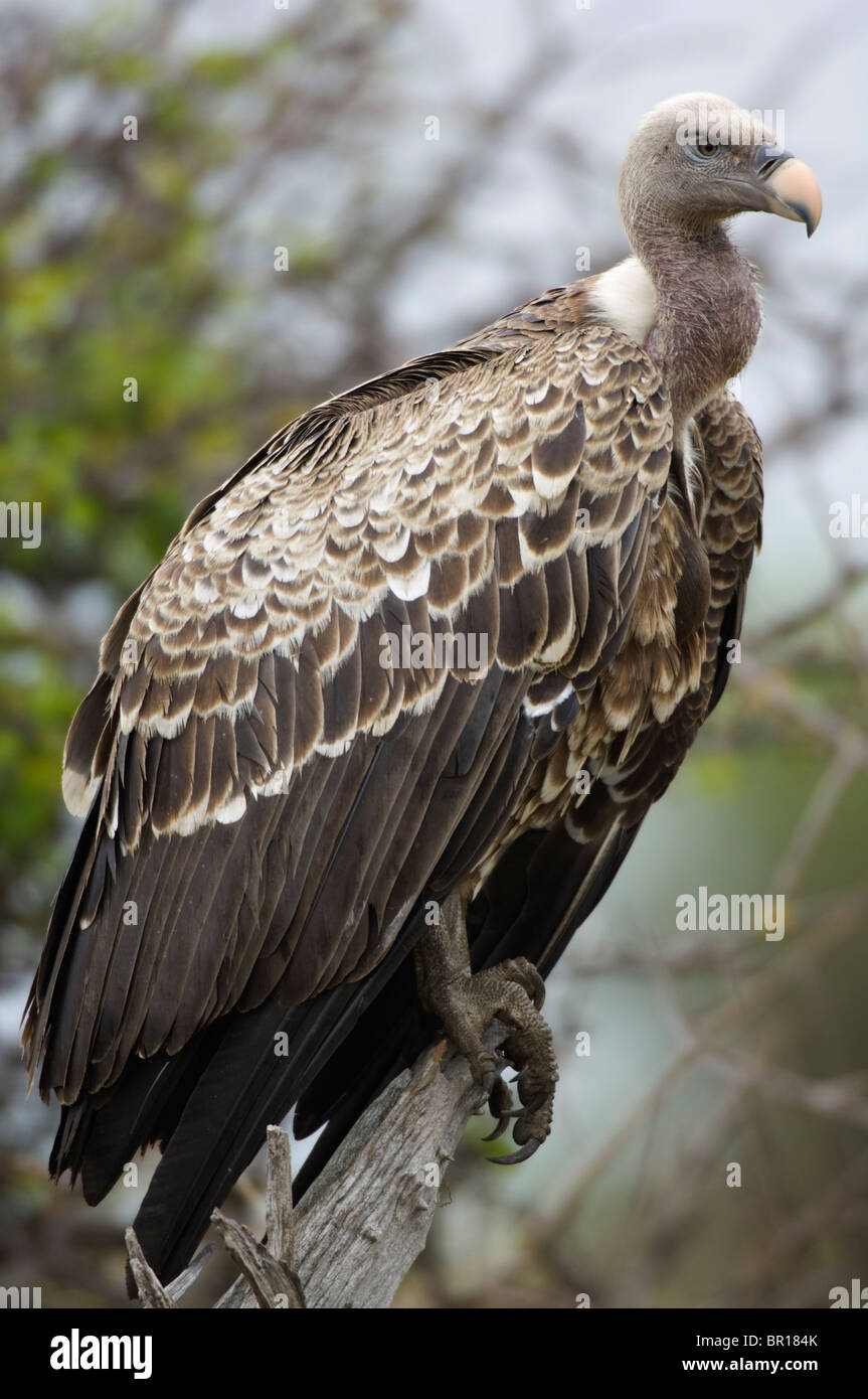 Rüppell’s vulture (Gyps rueppellii), Serengeti National Park, Tanzania ...