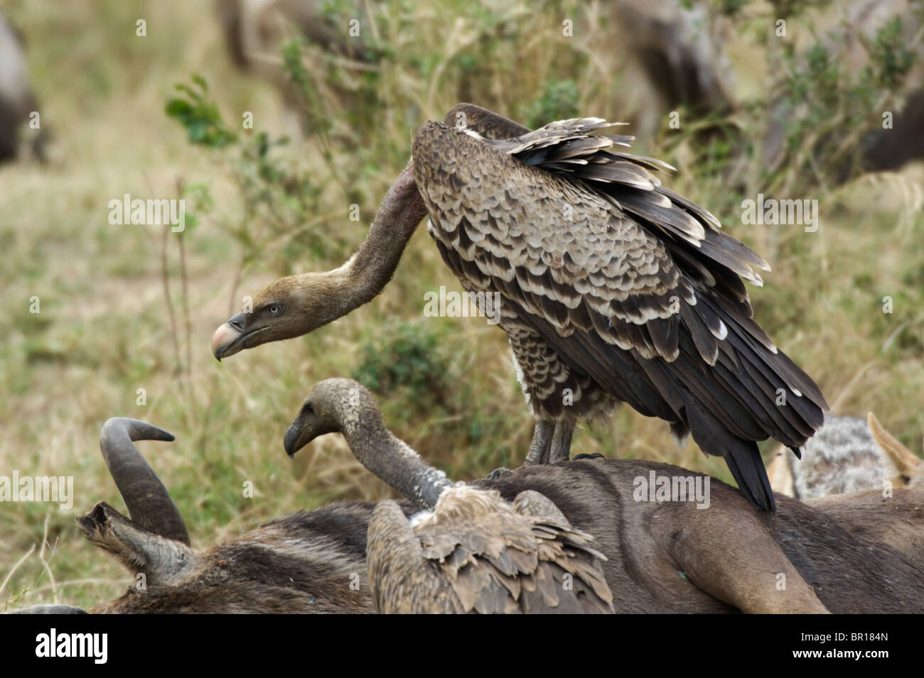 Rüppell’s vulture (Gyps rueppellii), Serengeti National Park, Tanzania ...