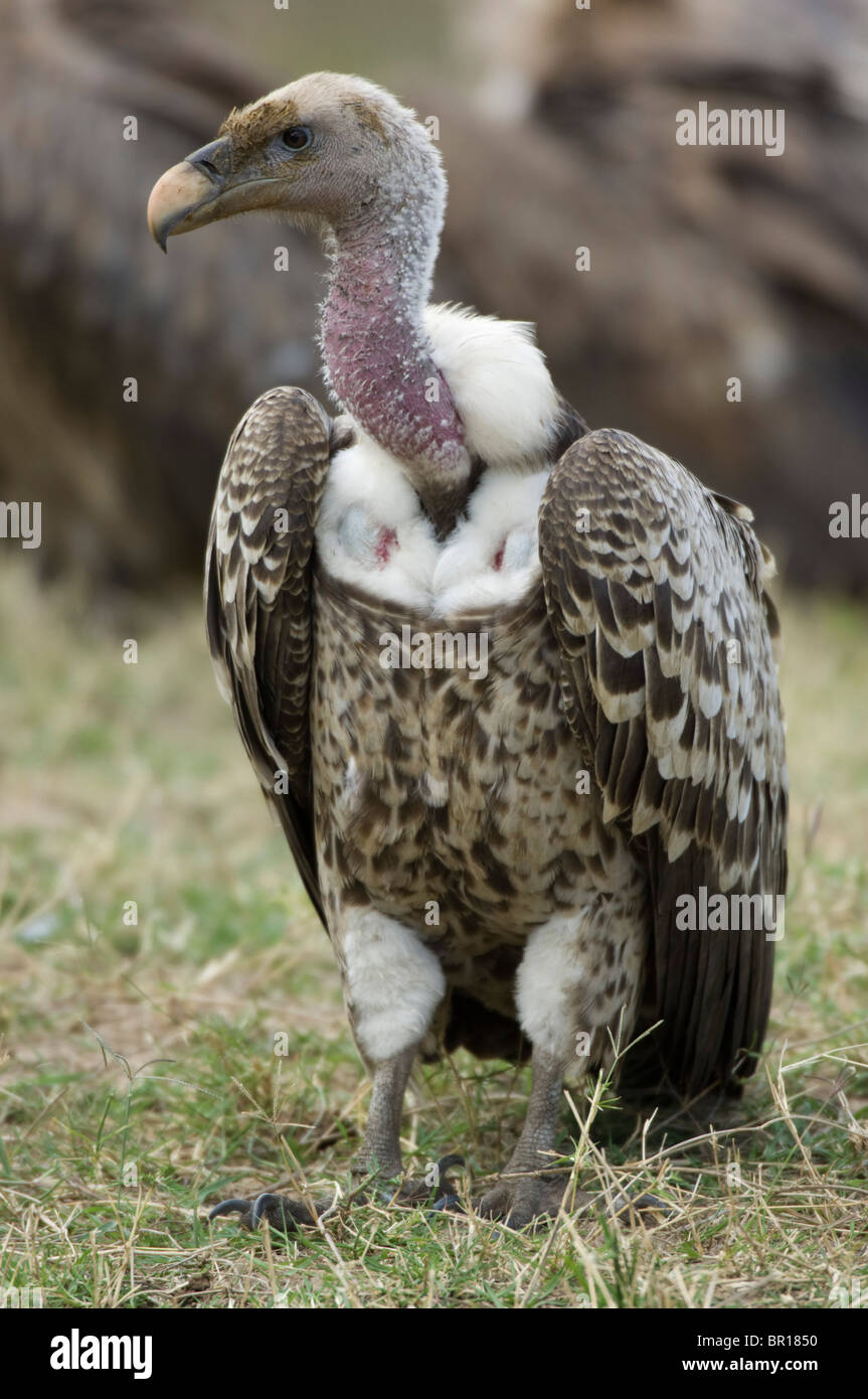 Rüppell’s vulture (Gyps rueppellii), Serengeti National Park, Tanzania ...