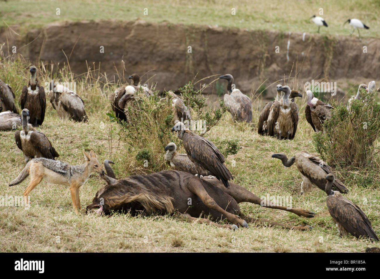 Black-backed jackal (Canis mesomelas) and White-backed vulture (Gyps ...