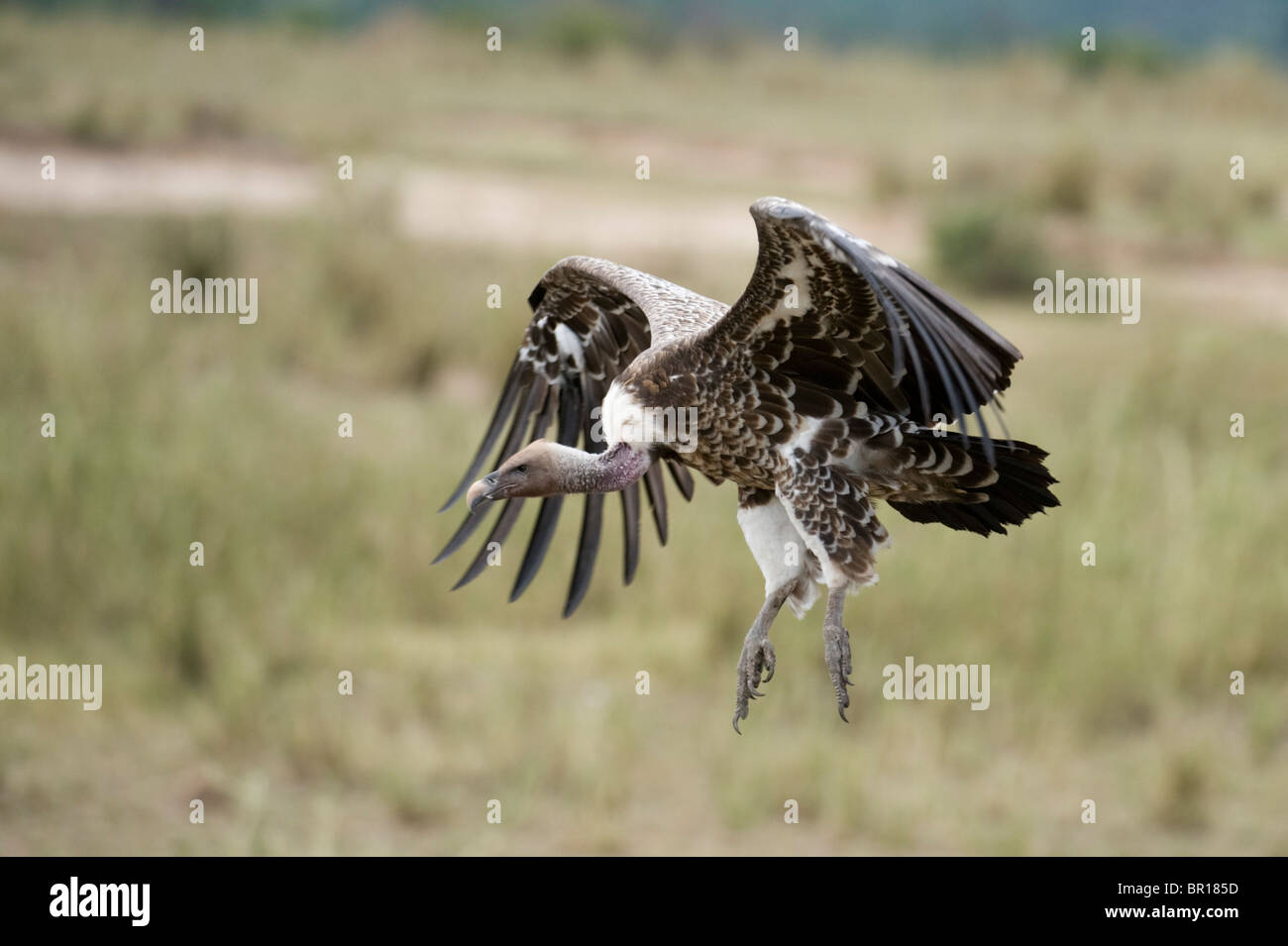 Rüppell’s vulture (Gyps rueppellii), Serengeti National Park, Tanzania ...
