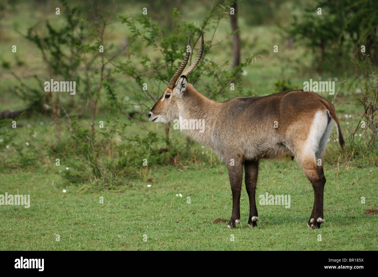 Defassa waterbuck (Kobus ellipsiprymnus defassa), Serengeti National ...
