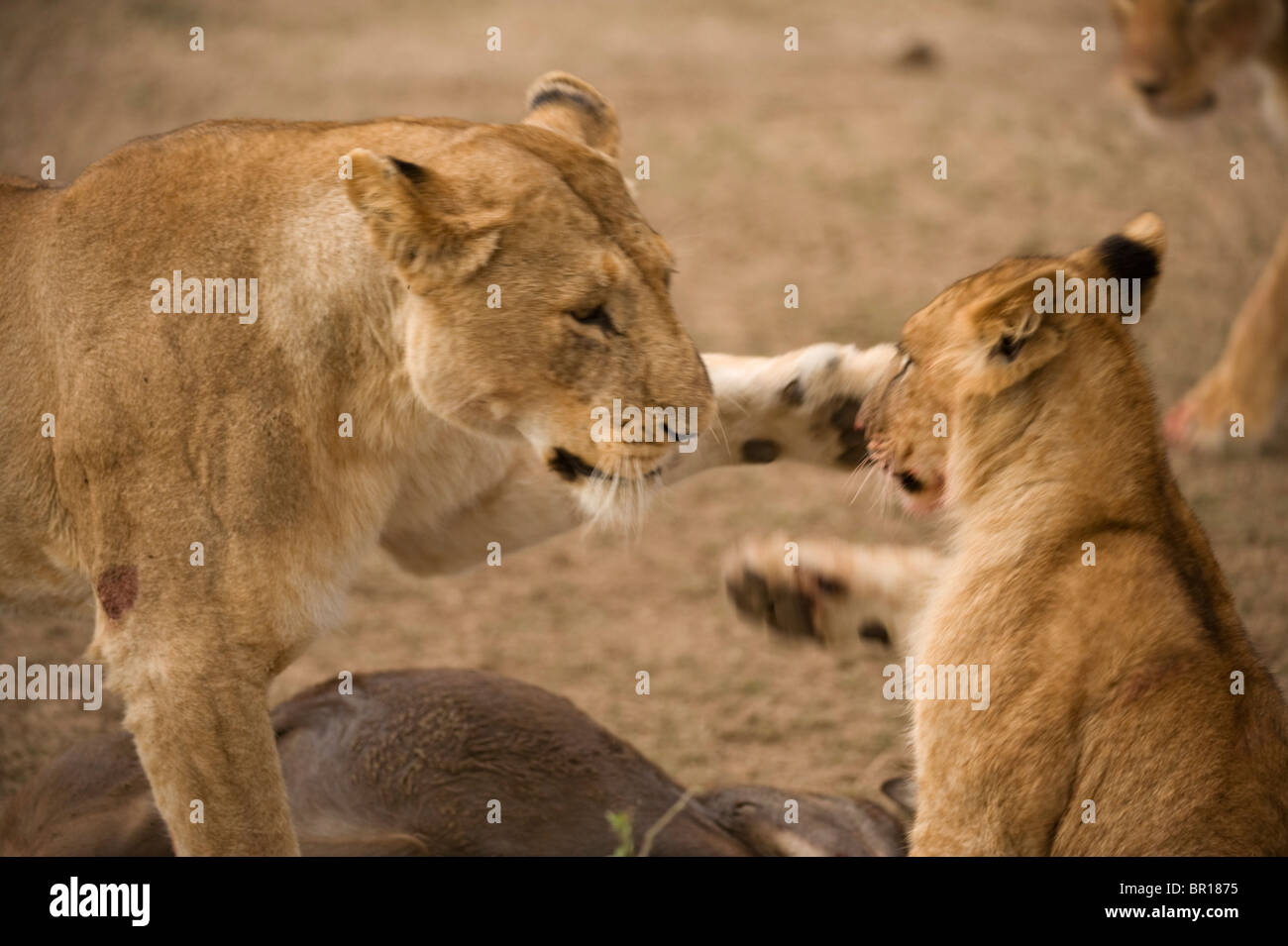 Lion killing cub hi-res stock photography and images - Alamy