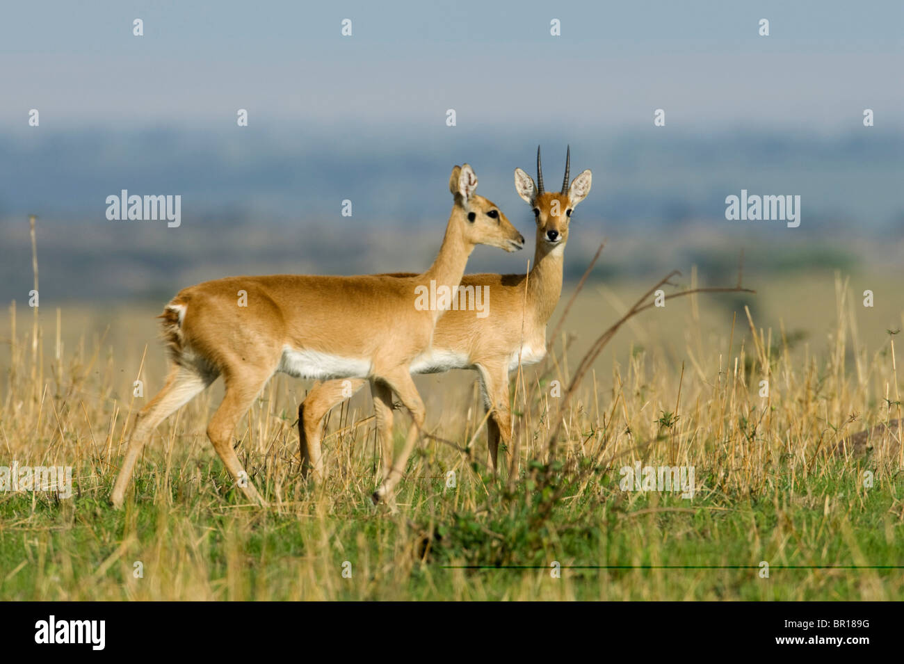 Oribi (Ourebia ourebi), Serengeti National Park, Tanzania Stock Photo ...