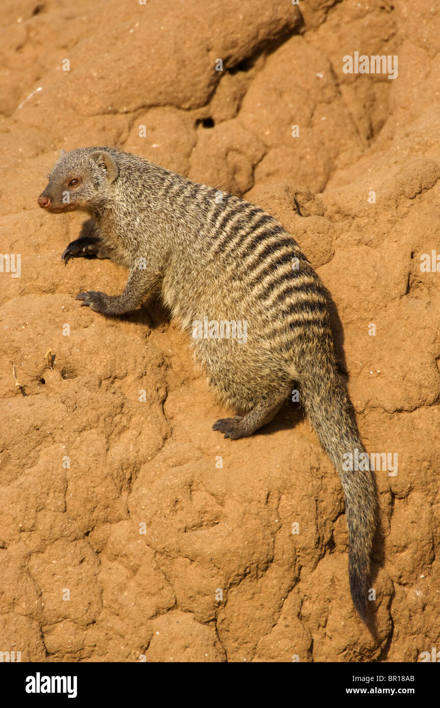 African Banded Mongoose High Resolution Stock Photography and Images ...