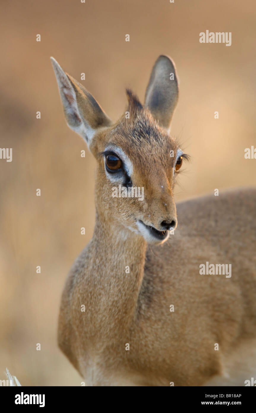 Madoqua kirki hi-res stock photography and images - Alamy