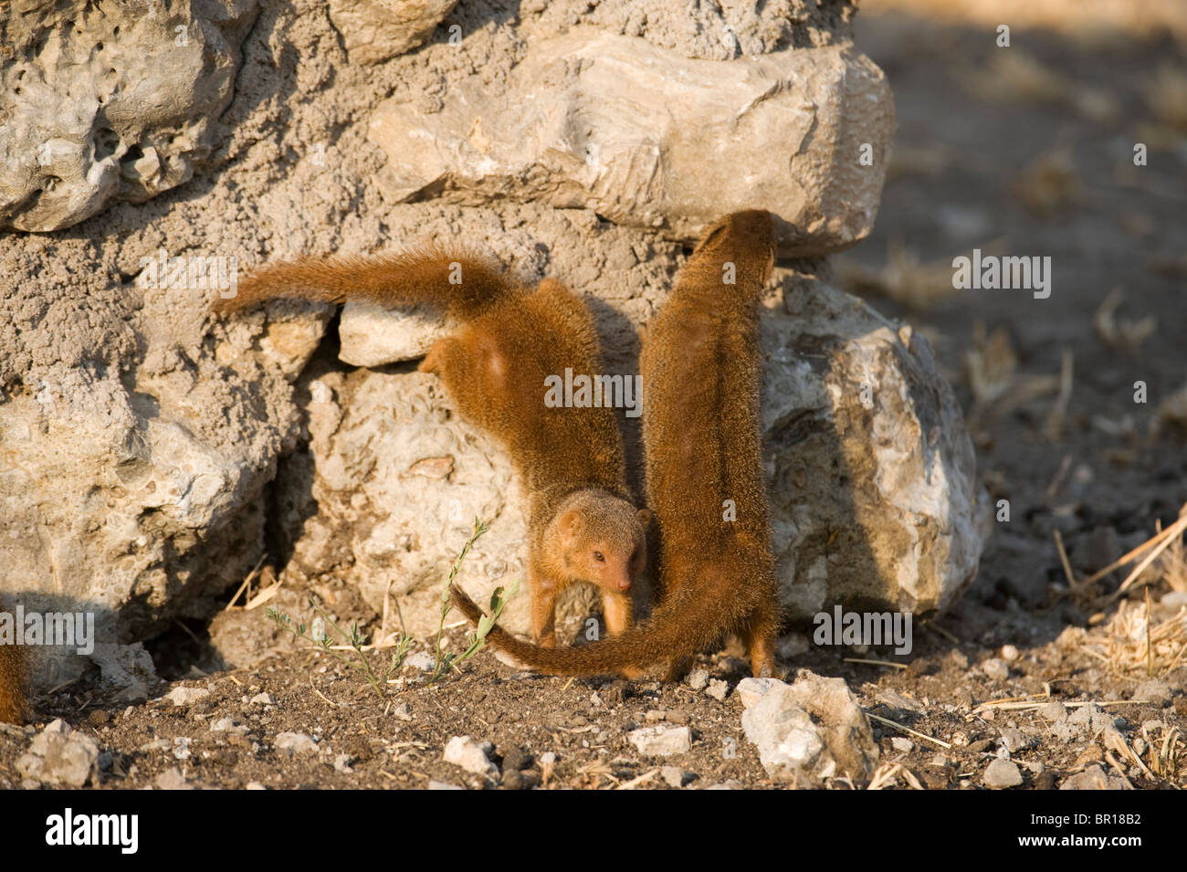 Mongoose behavior hi-res stock photography and images - Alamy