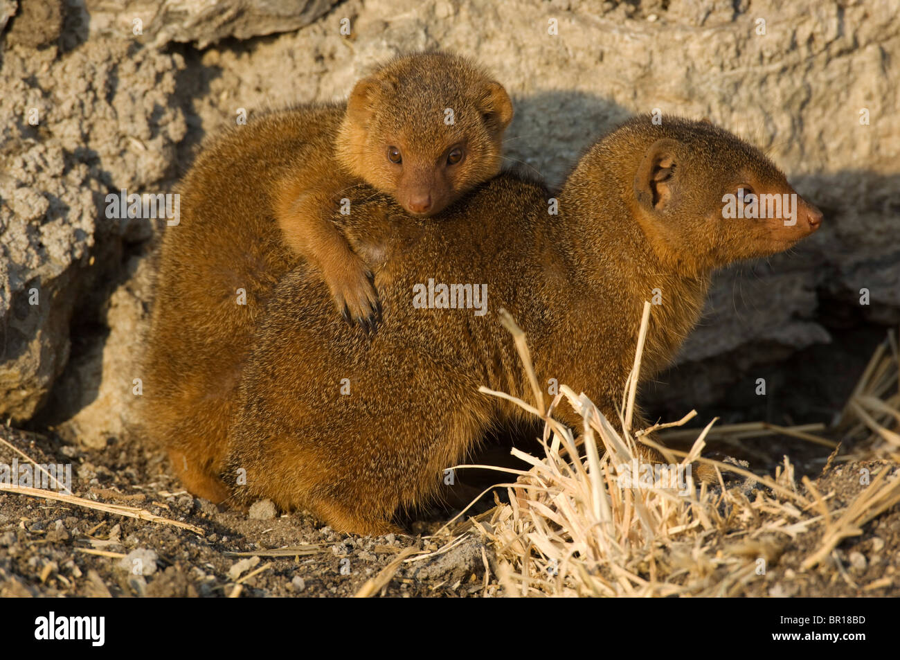 Mongoose behavior hi-res stock photography and images - Alamy