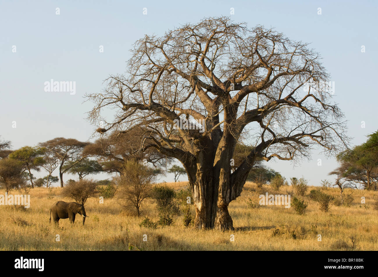 African elephant next to baobab tree ( Loxodonta africana africana ...
