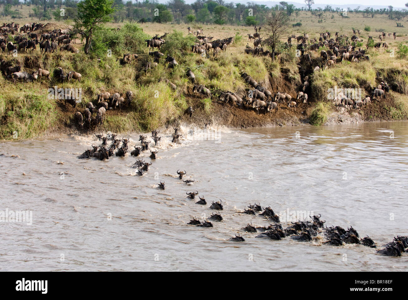 Wildebeest crossing the Mara river during the Wildebeest migration ...