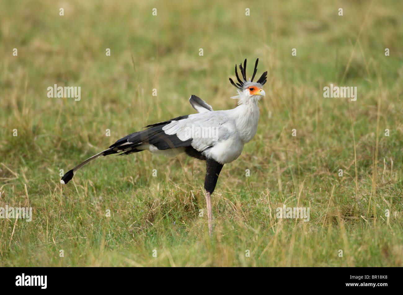 Serengeti birds hi-res stock photography and images - Alamy
