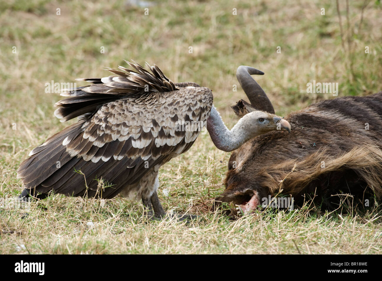 Rüppell’s vulture (Gyps rueppellii), Serengeti National Park, Tanzania ...