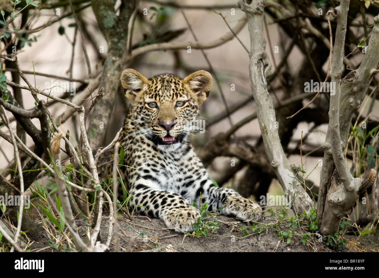 Young leopard in Serengeti, Tanzania, Africa Stock Photo - Alamy