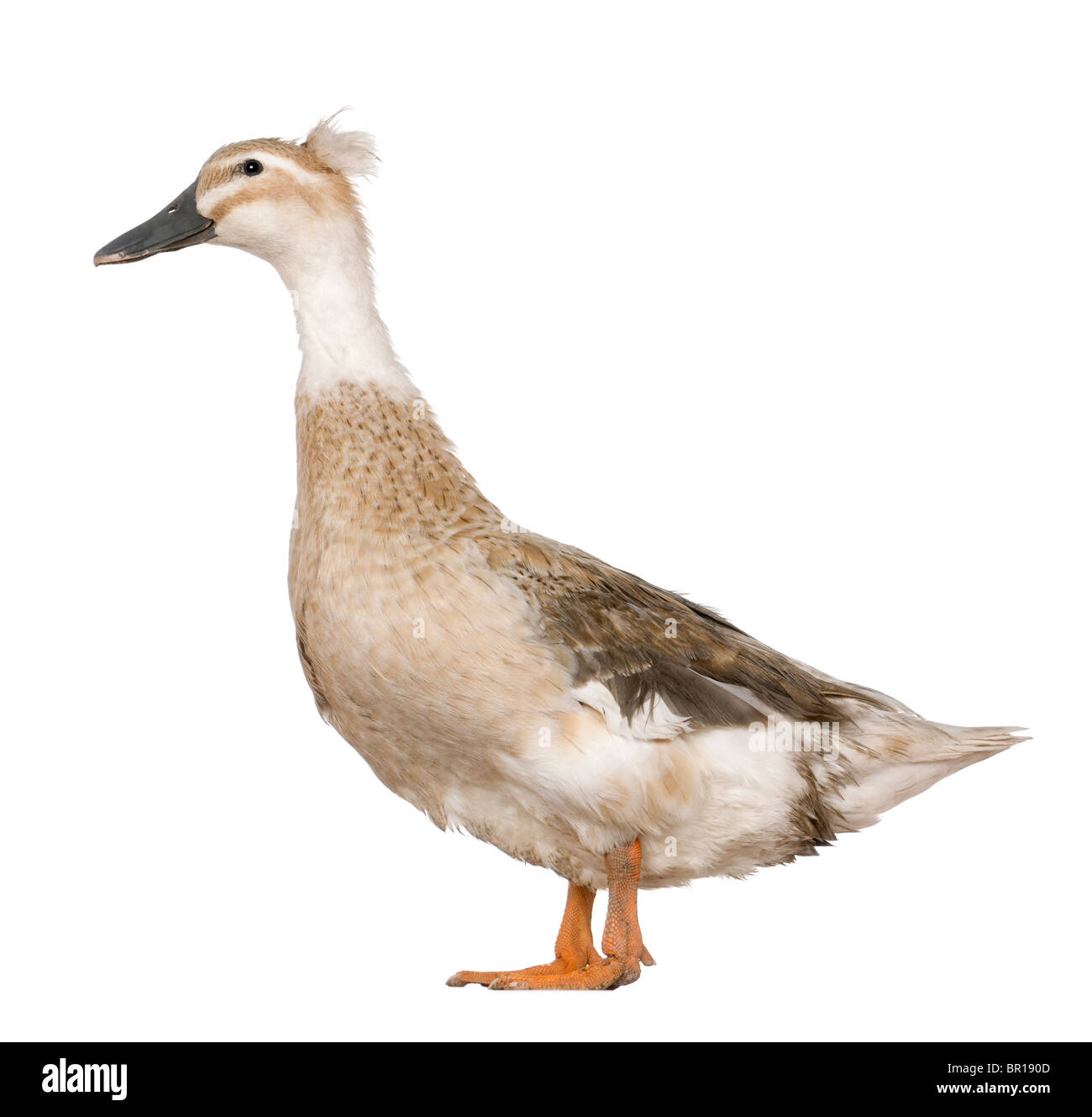 Duck profile photo hi-res stock photography and images - Alamy