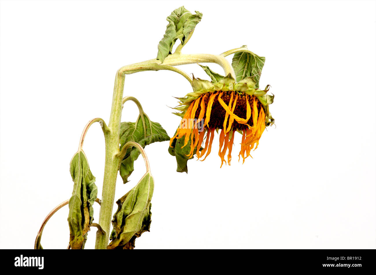 Withered flowering hi-res stock photography and images - Alamy