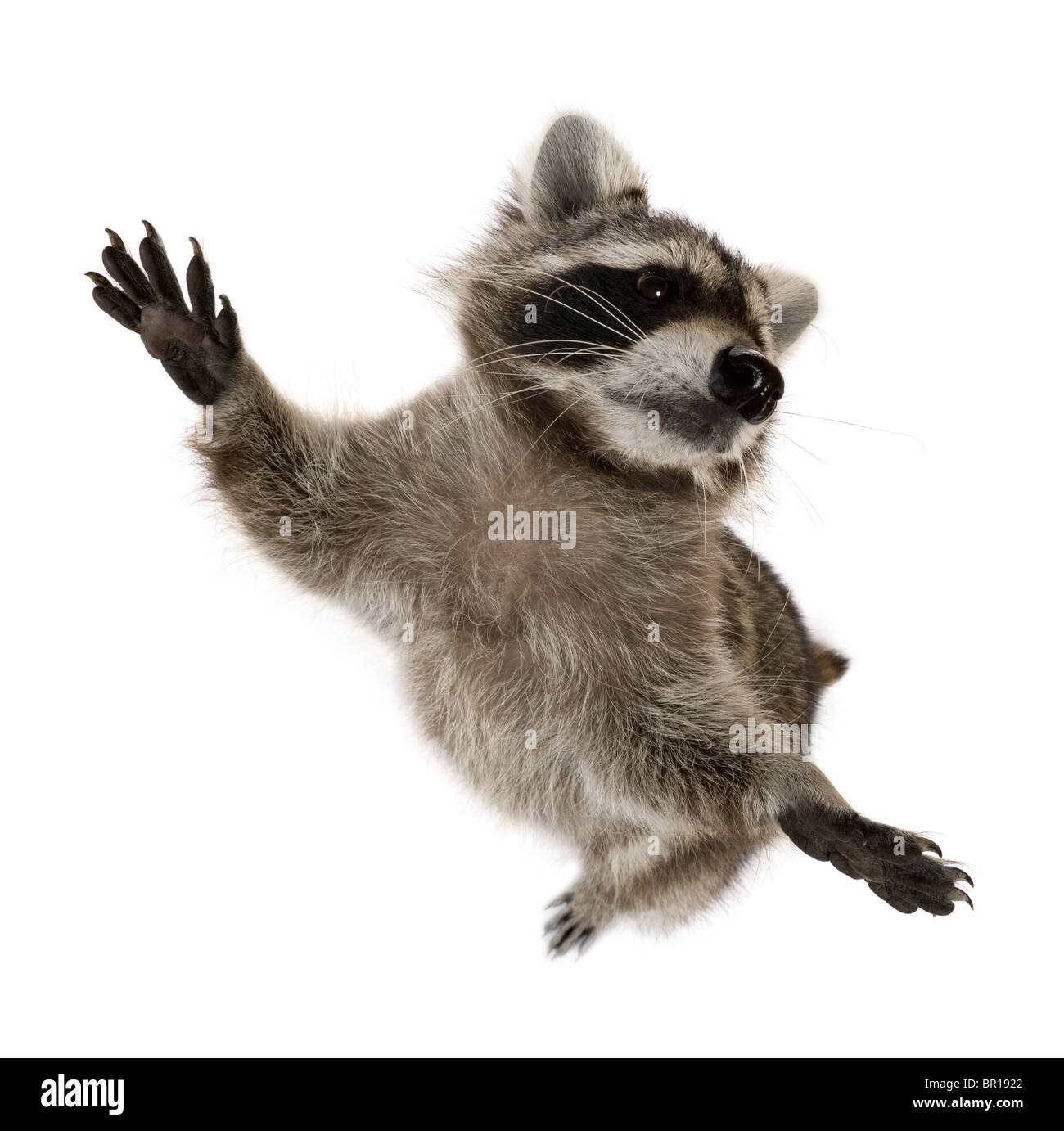 Front paws up Cut Out Stock Images & Pictures - Alamy