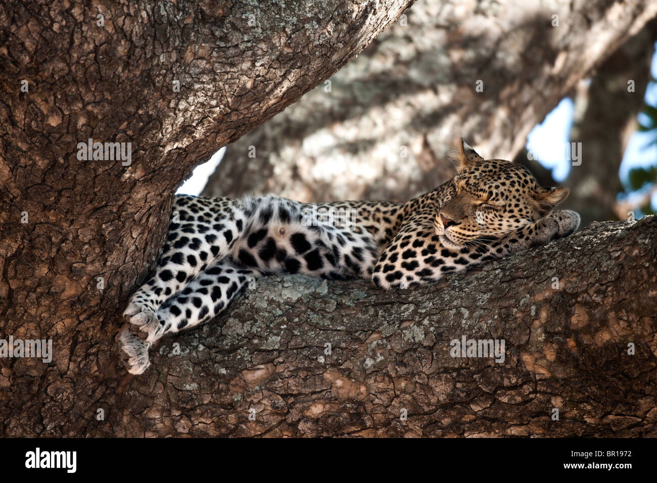 Tree trunk and leopard hi-res stock photography and images - Alamy