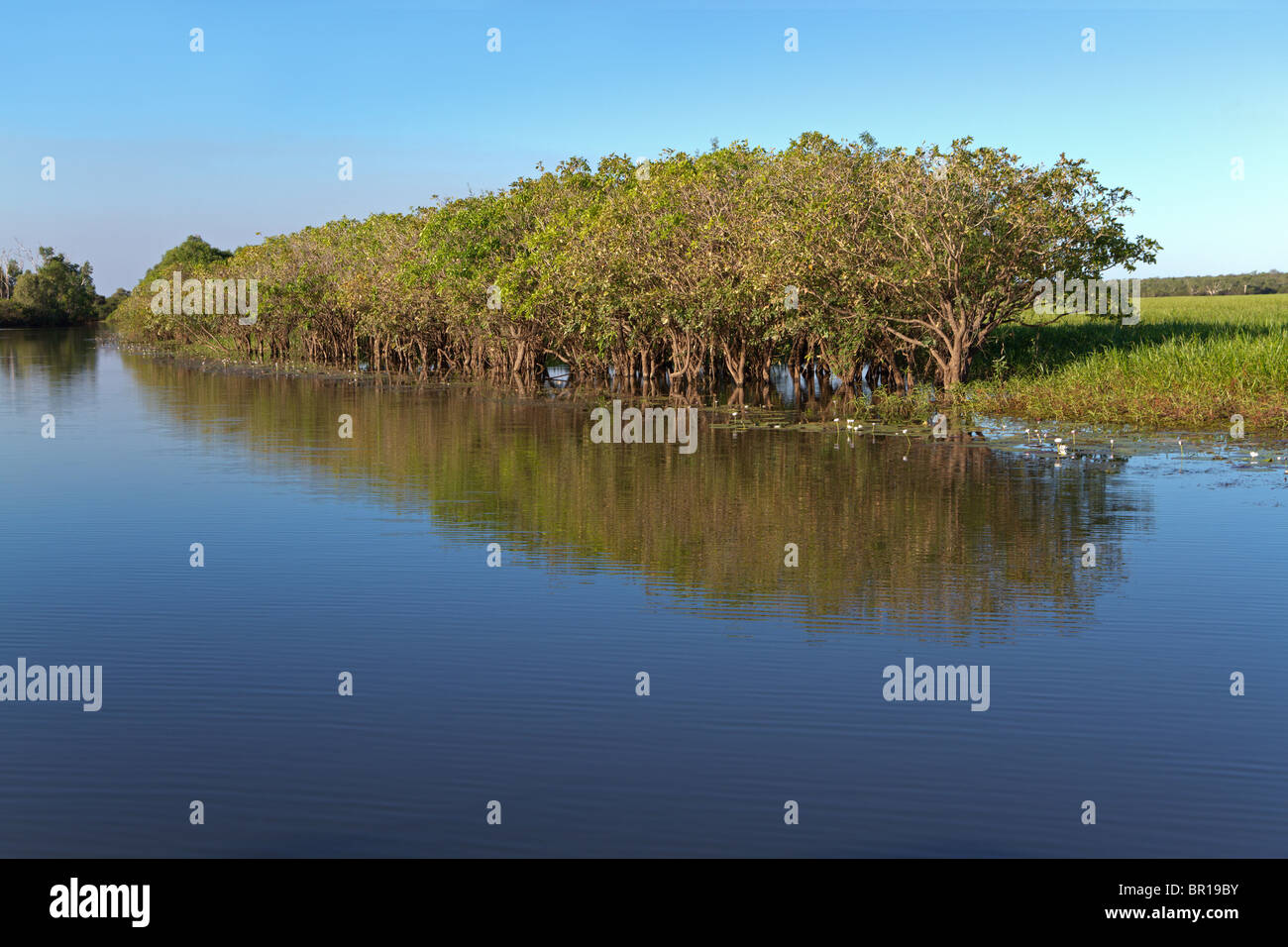 Trees with reflections, Yellow water billabong, Kakadu National Park ...