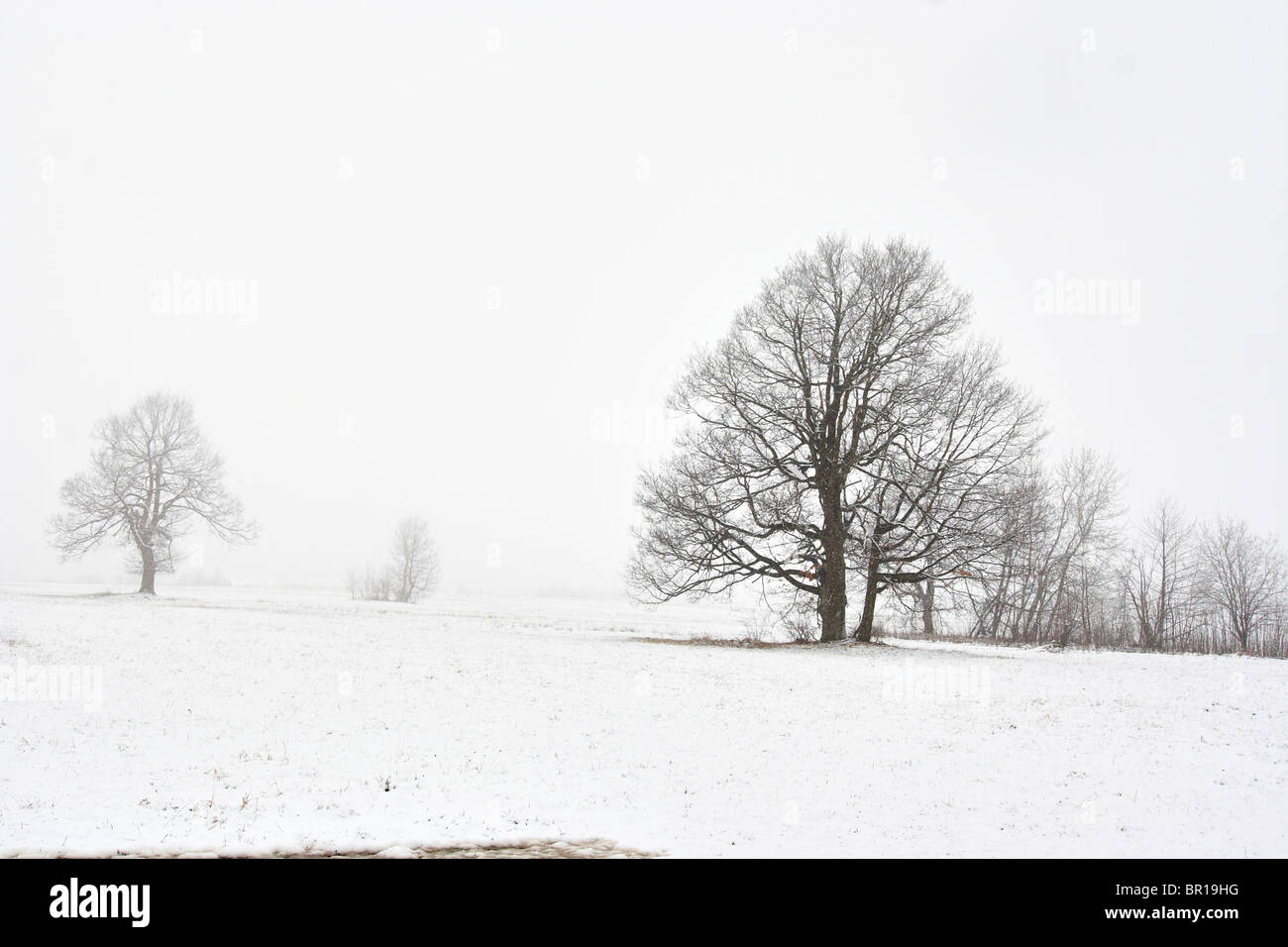 snowy winter landscape with tree Stock Photo - Alamy