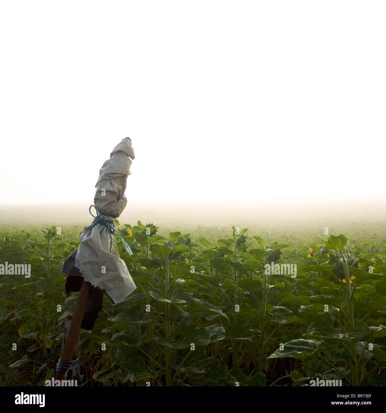 Stake fields hi-res stock photography and images - Alamy